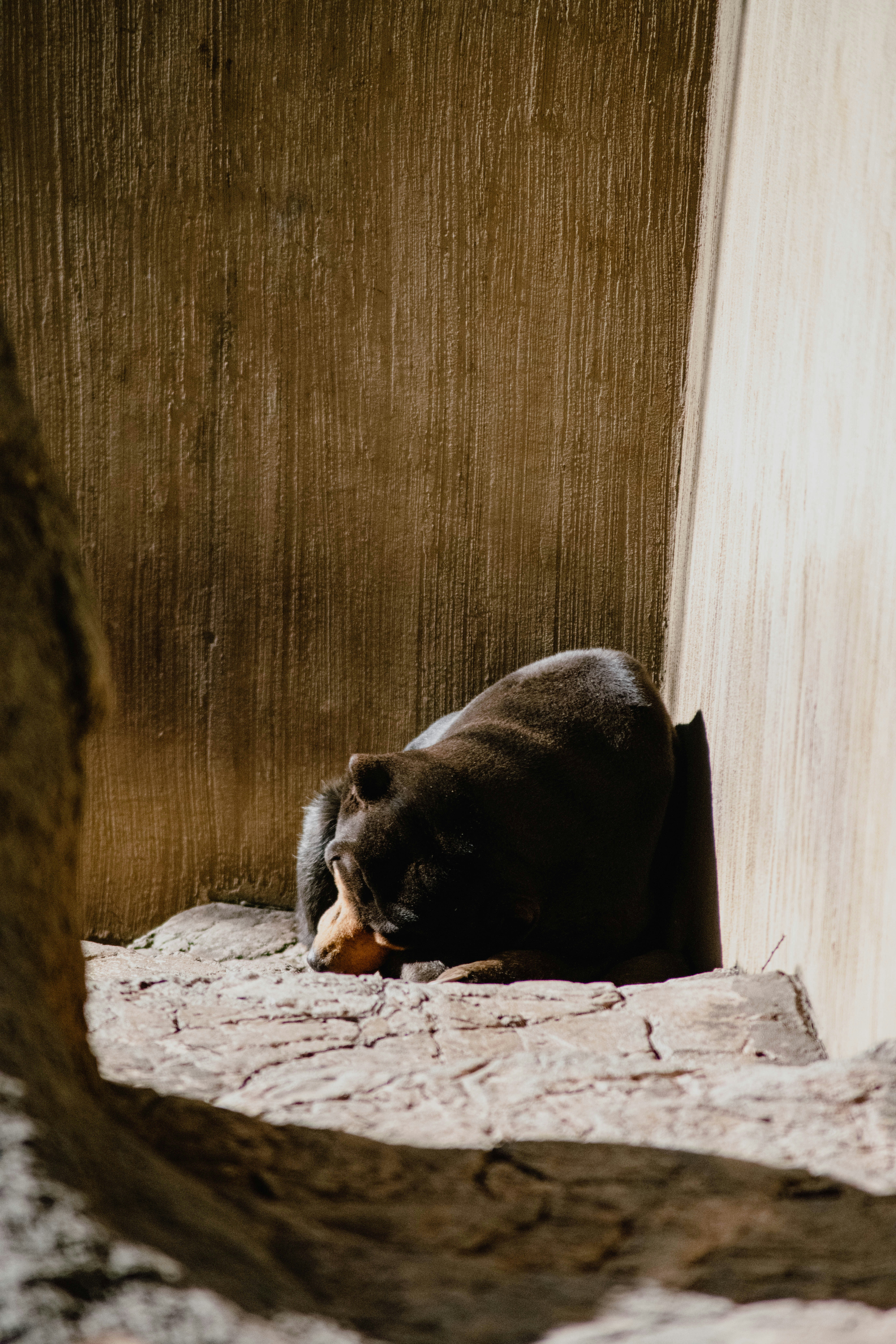 Crevice-Centered Black Bear Cub in Quiet Light