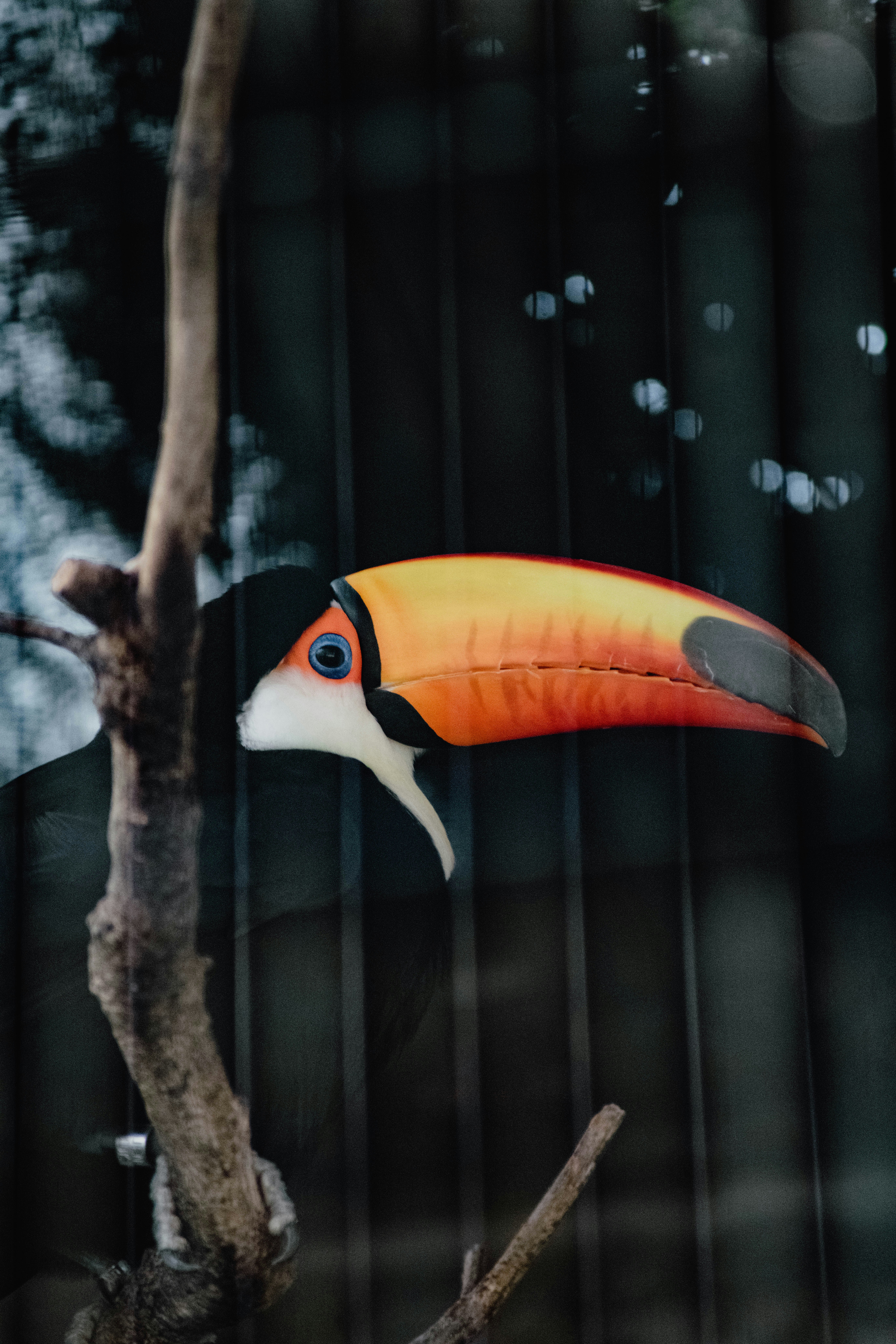 Vivid Beak Behind Bars: A Toucan's Bold Color in a Dim Enclosure