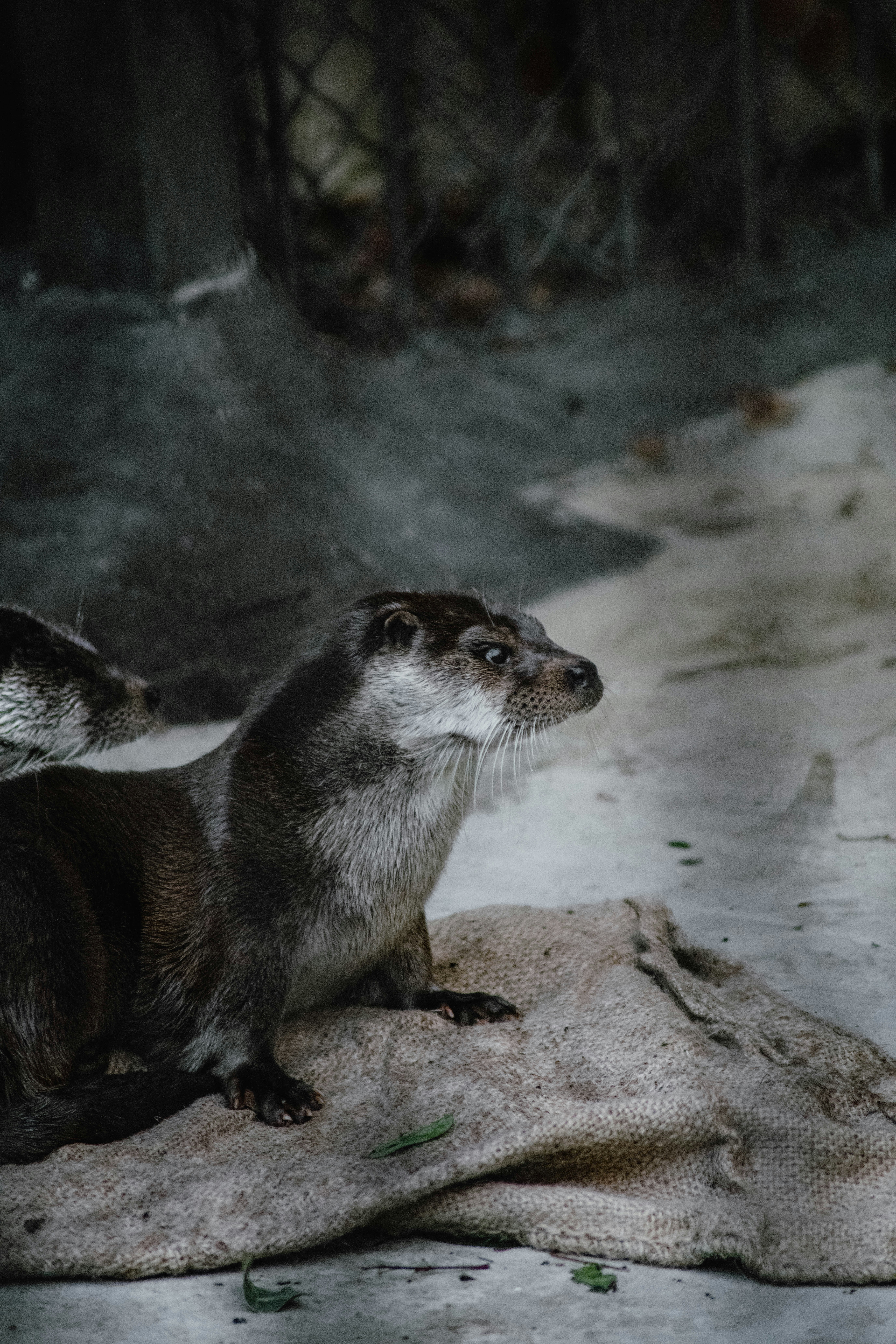 Quiet Vigil on Burlap: An Otter in a Shadowed Setting