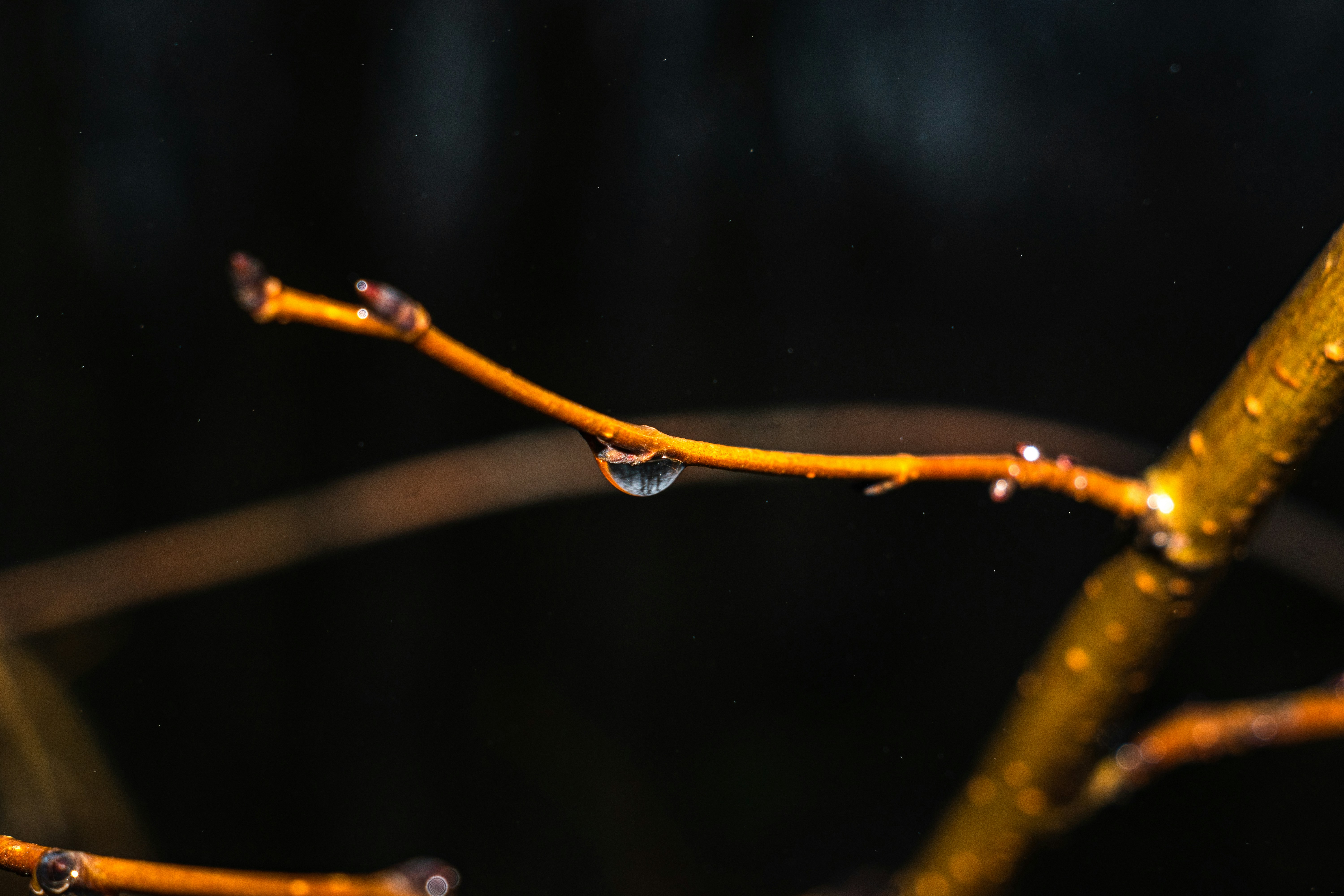 A close up of a tree branch with water drops photo – Free Leaf Image on ...
