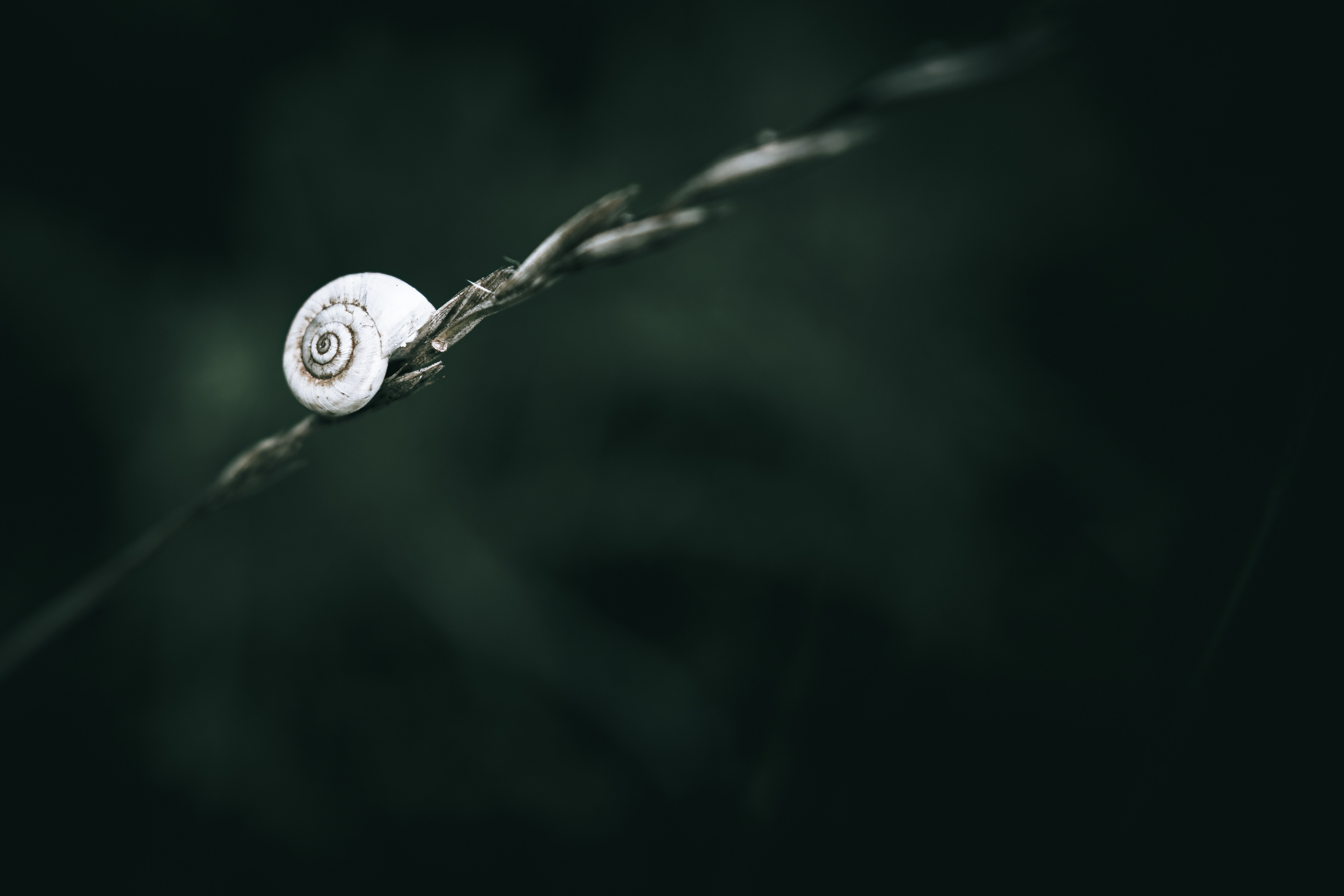 Spiral Shell on a Shadowed Stem