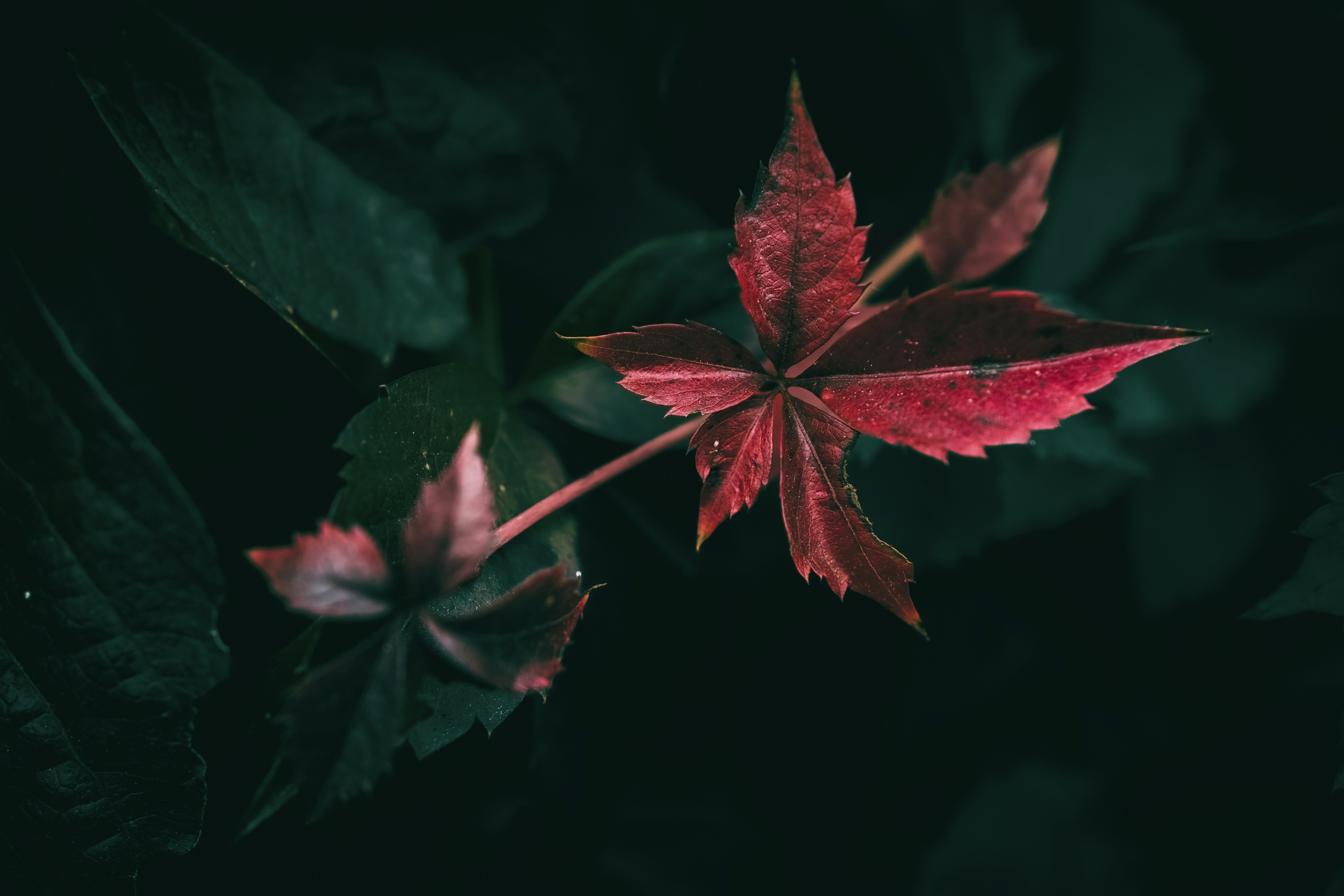 A close up of a red leaf on a tree photo – Free Serbia Image on Unsplash
