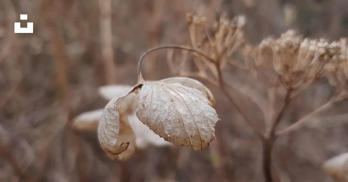 A Close Up Of A Dead Flower In A Field Photo Free Konan Image On Unsplash