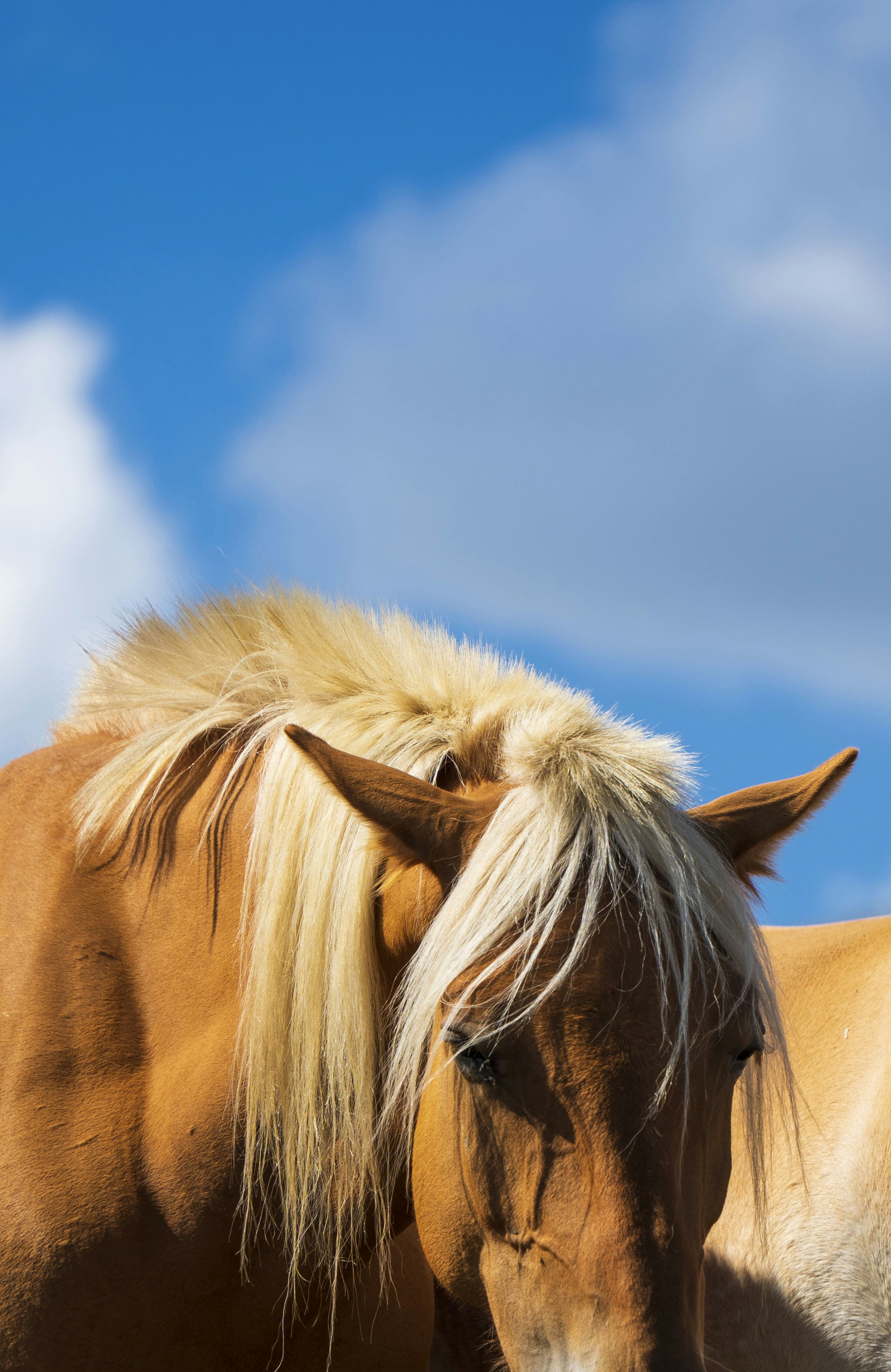 Photo by Raff Liu with Sony Alpha 7 IV