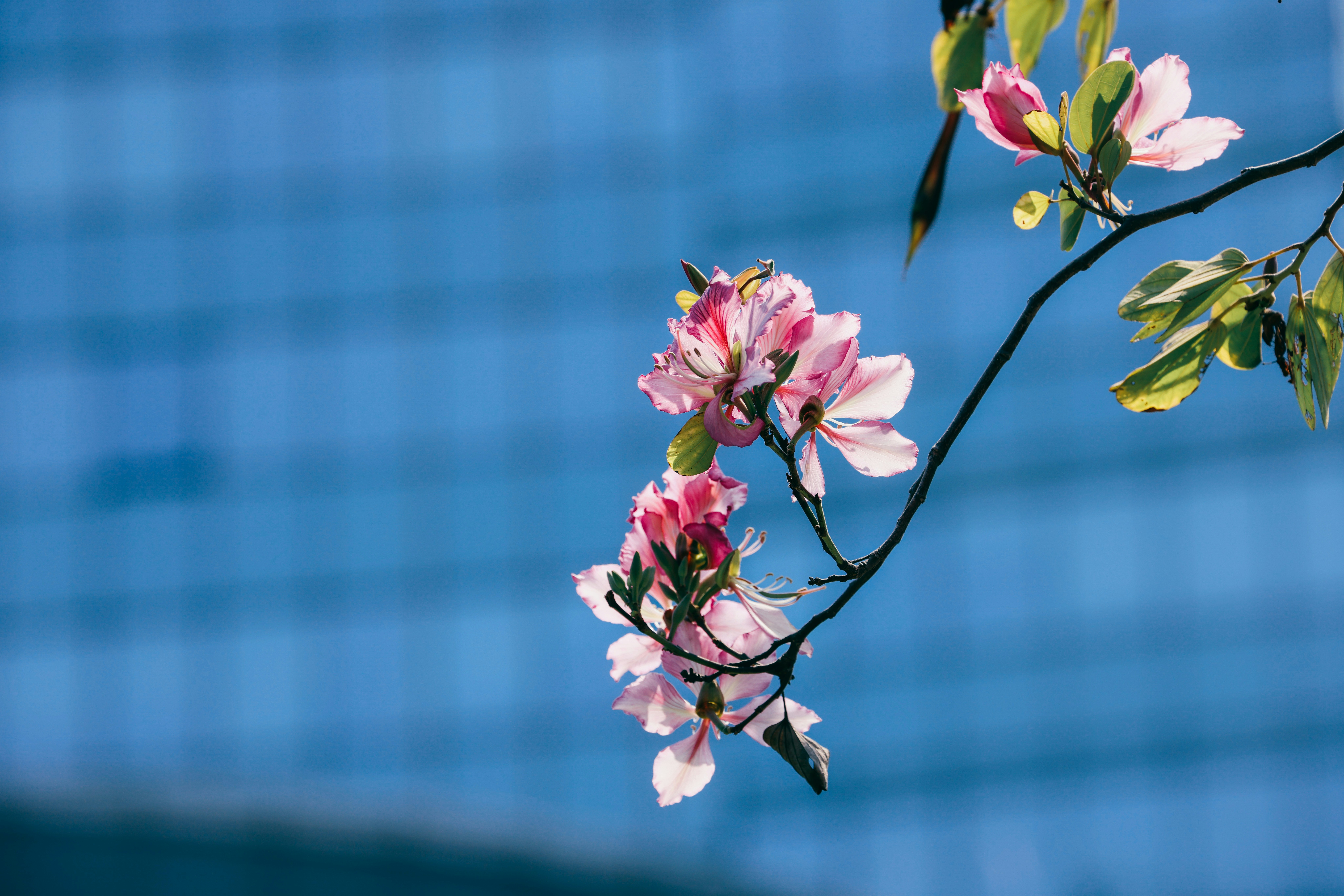 Blossom in Focus: A Branch against a Glassy Skyline