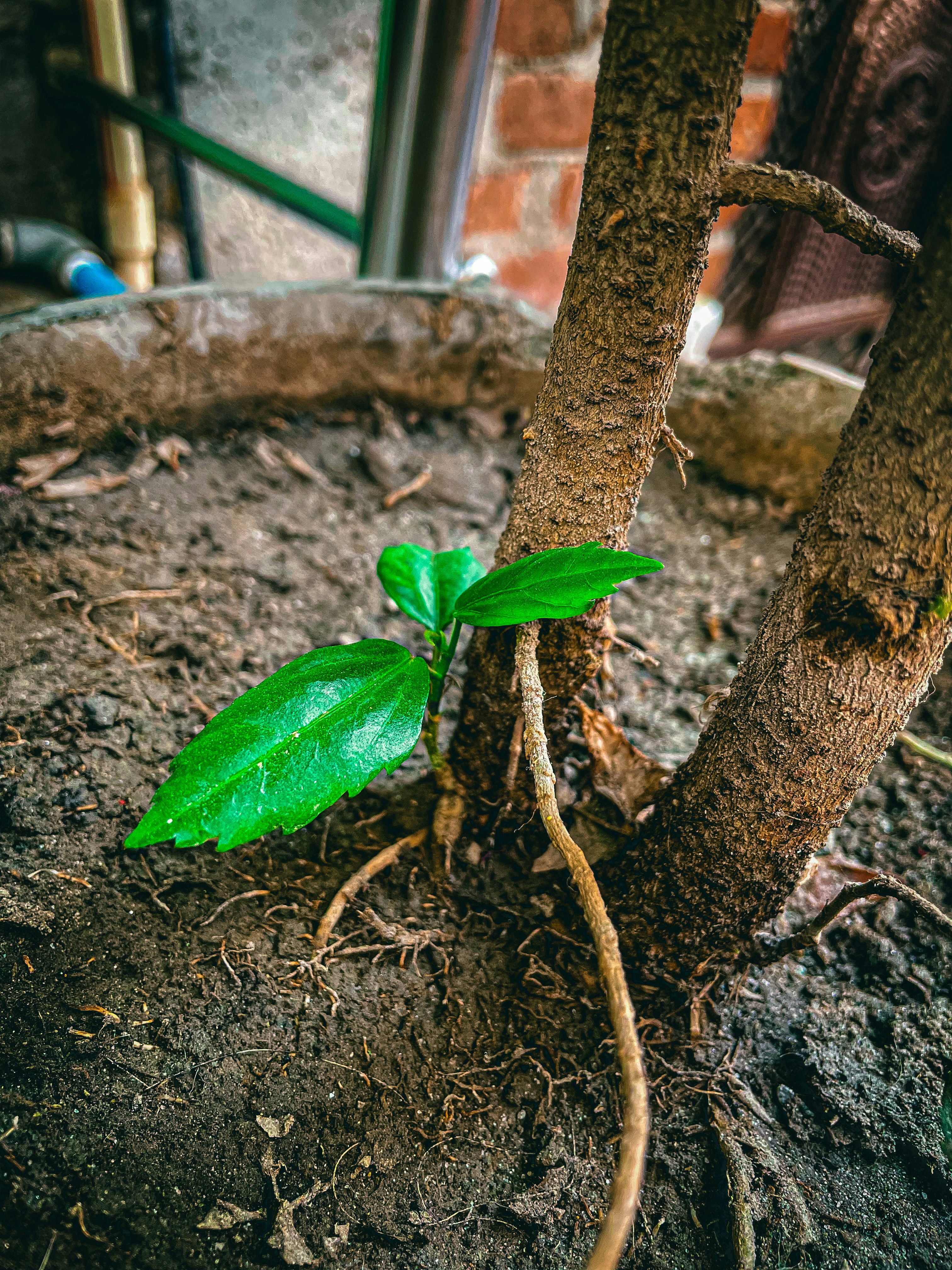Green Sprout at the Base: A Quiet Seedling By the Garden Wall