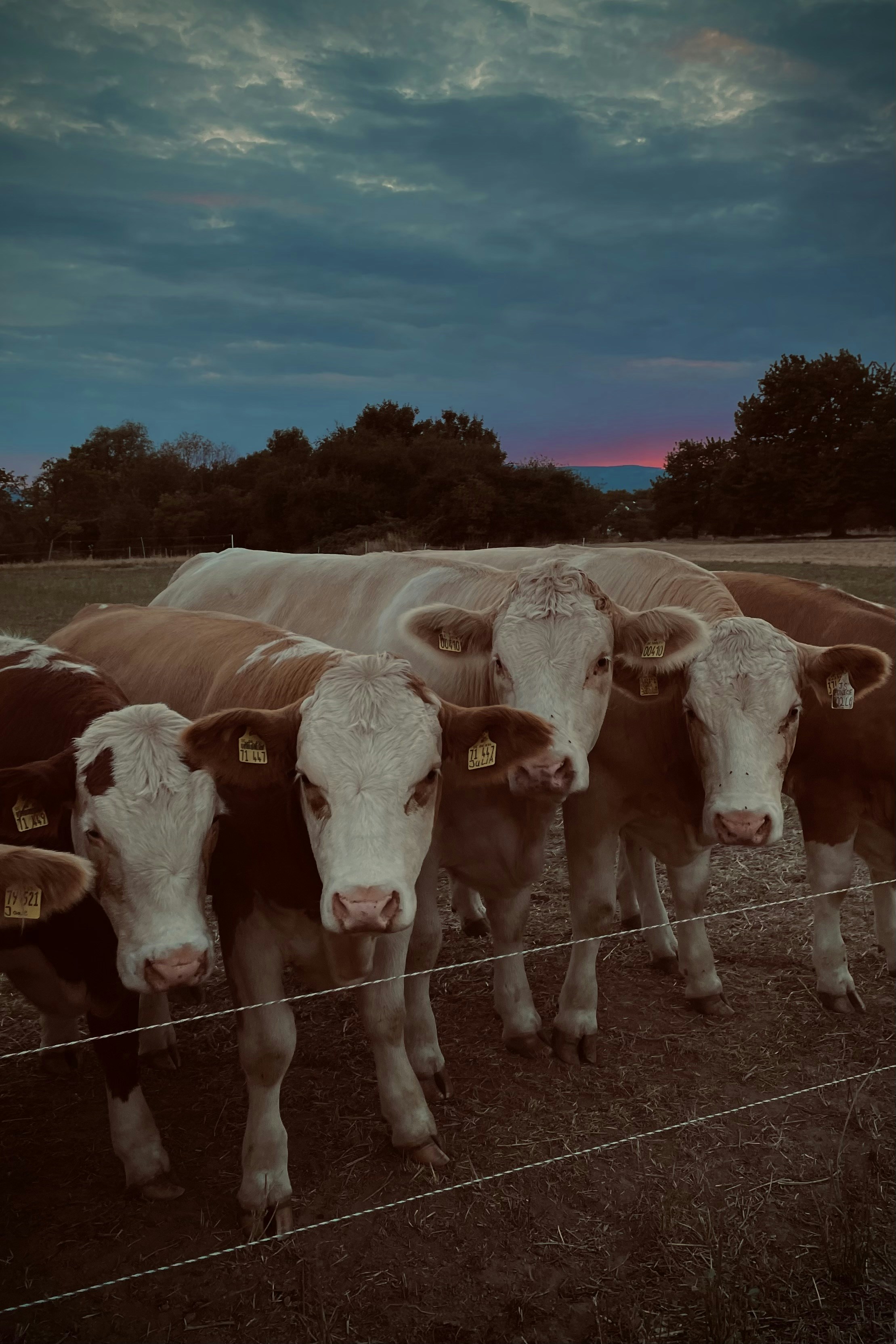 Dusk Herd at the Fence: Close-Up Portraits Beneath a Velvet Sky