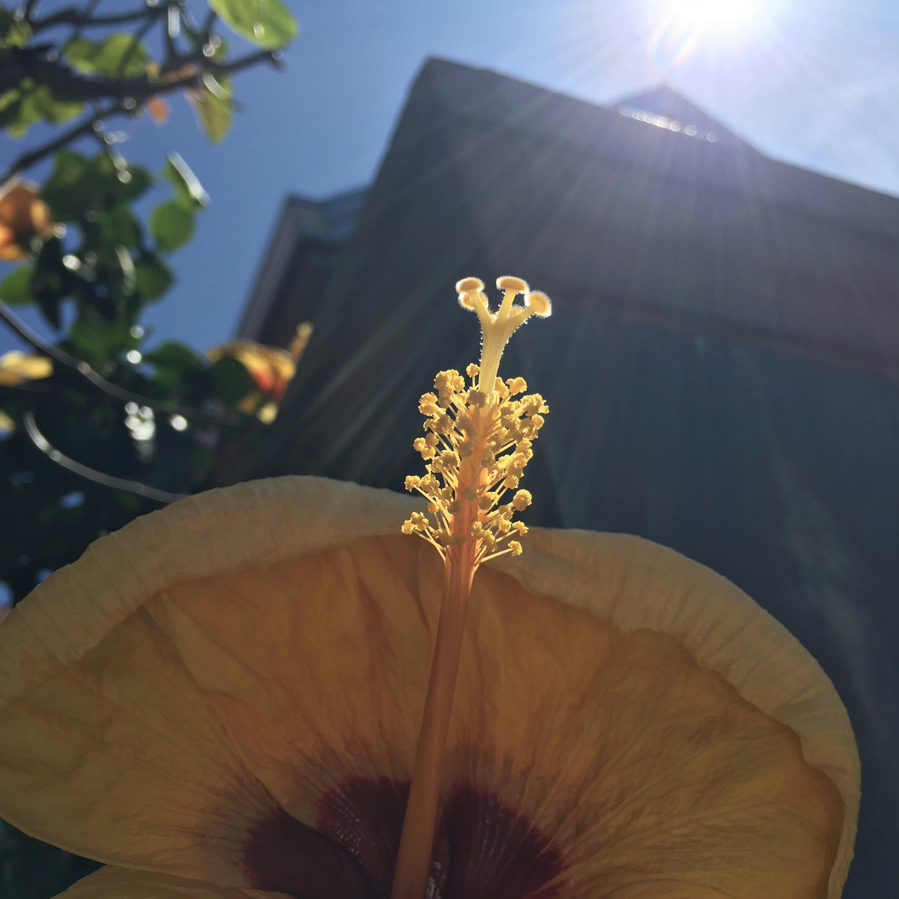 Sunlit Hibiscus Stamen Framed by Urban Architecture