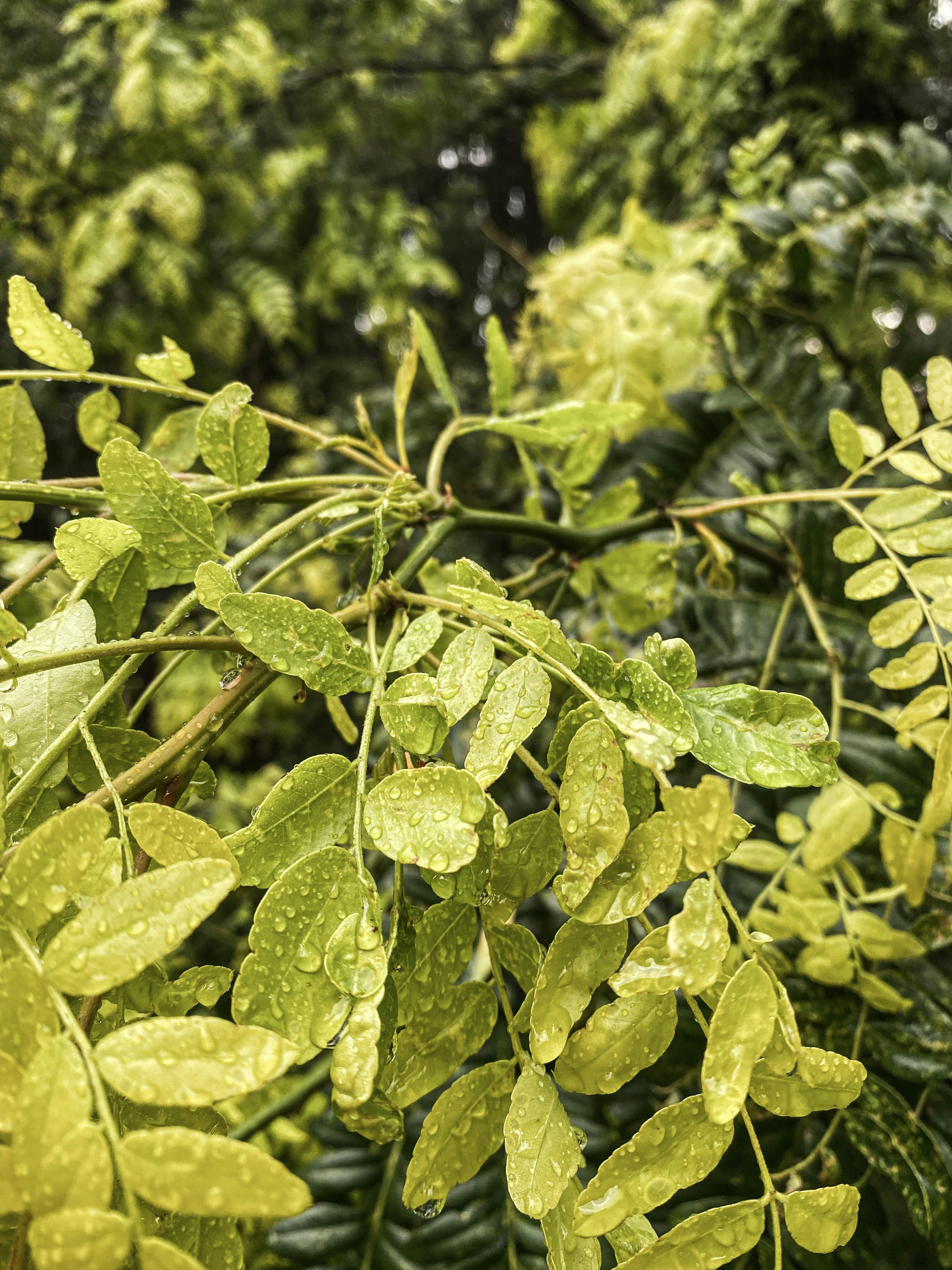Luminous Lime: Dew-kissed Leaves in Morning Light