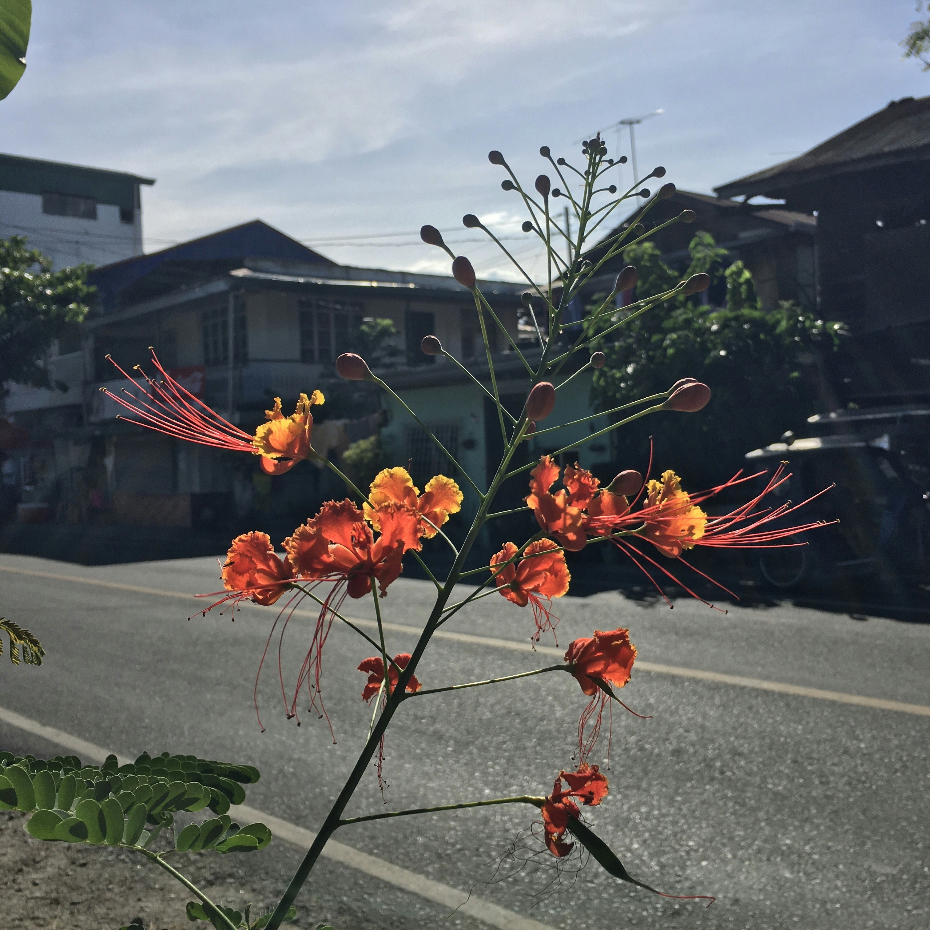 A close up of a flower on the side of a road photo – Free Flower Image ...