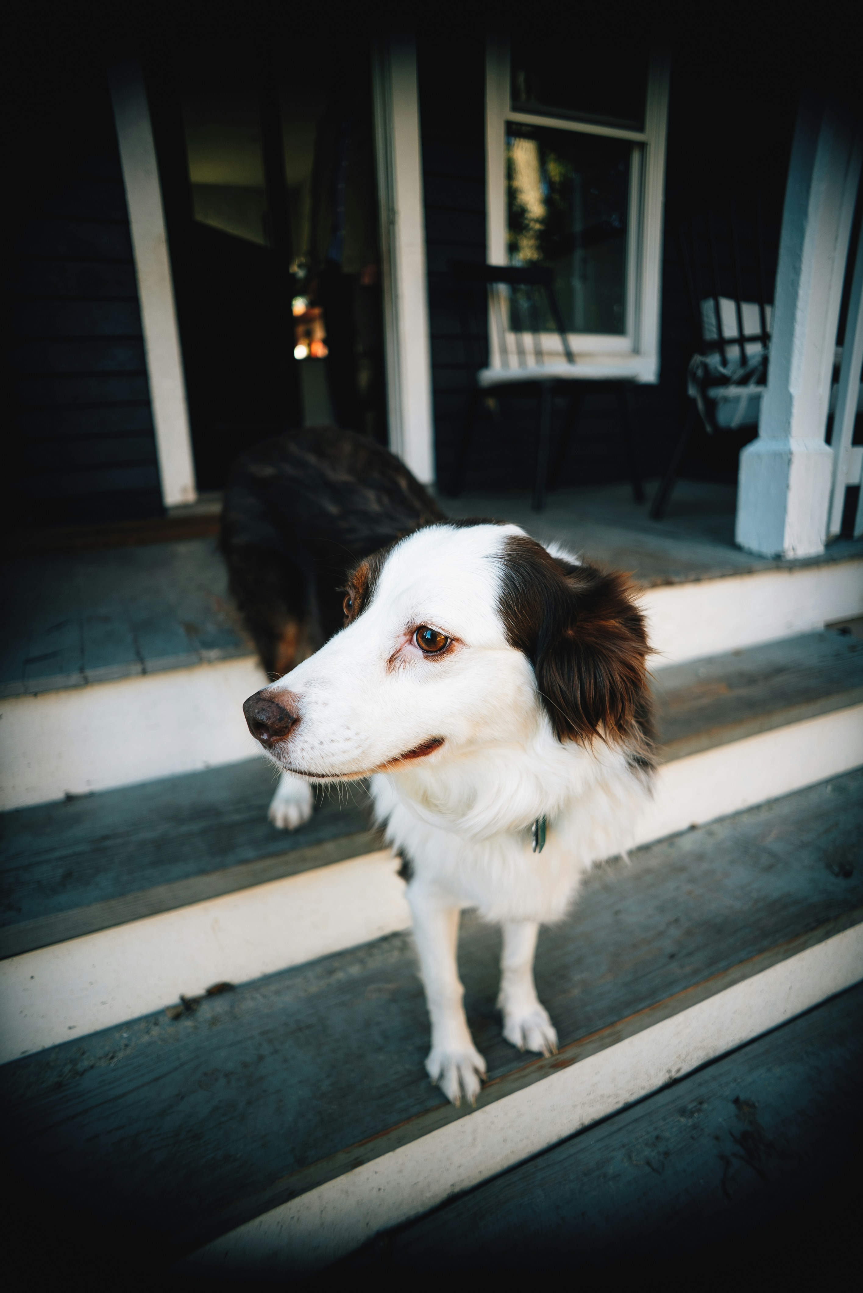 a brown and white dog standing on a set of steps