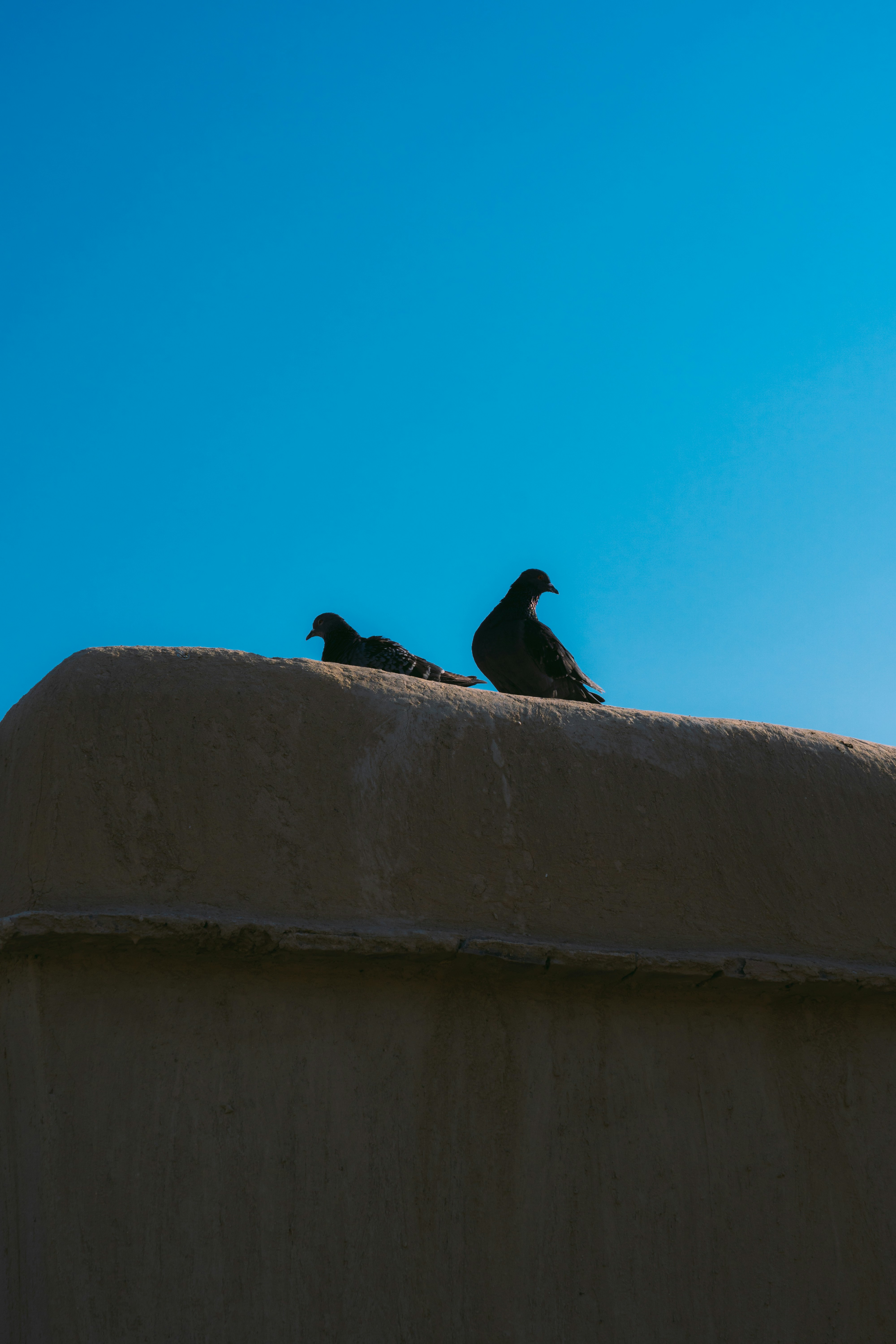 Cerulean Sky, Quiet Roost: Two Pigeons on a Weathered Rooftop