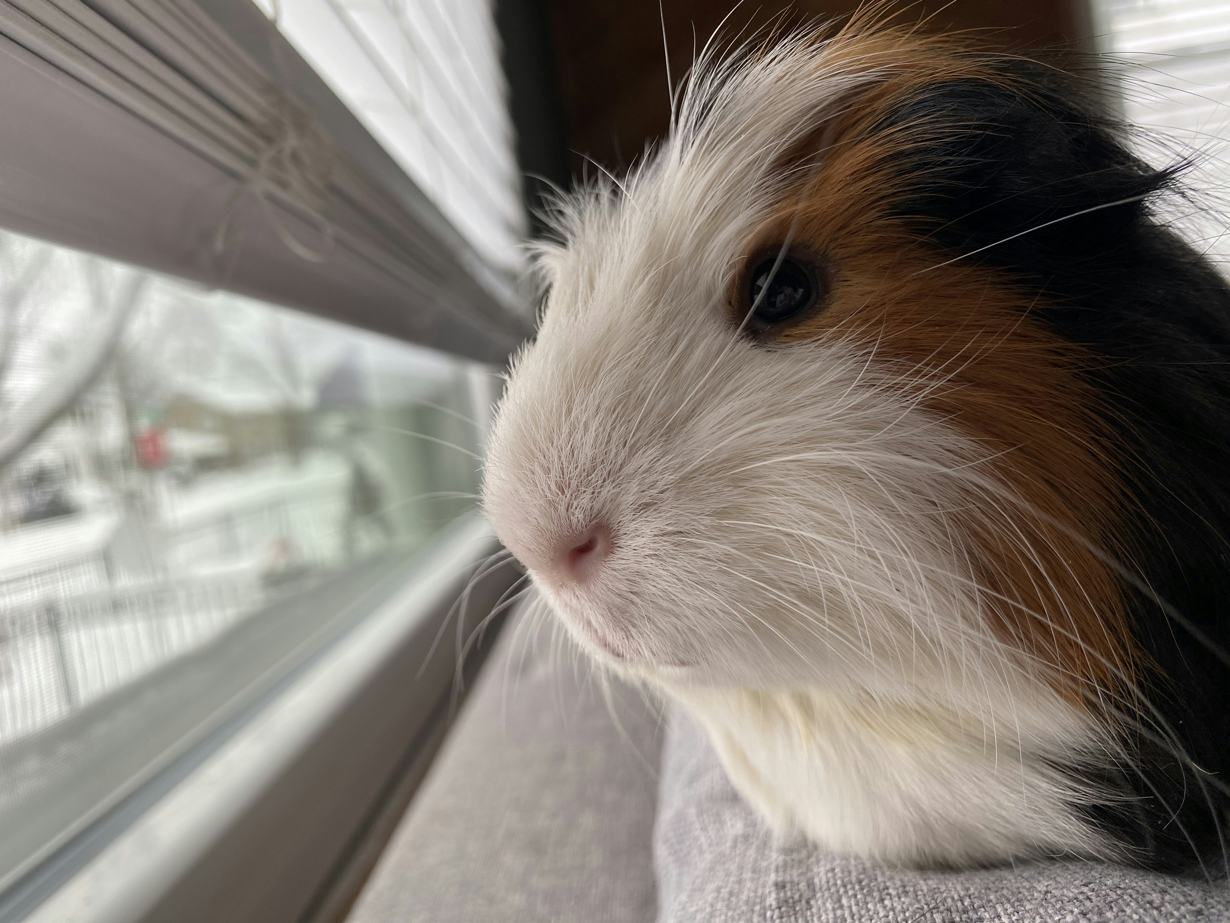 A close up of a guinea pig looking out a window photo – Free Rat Image ...