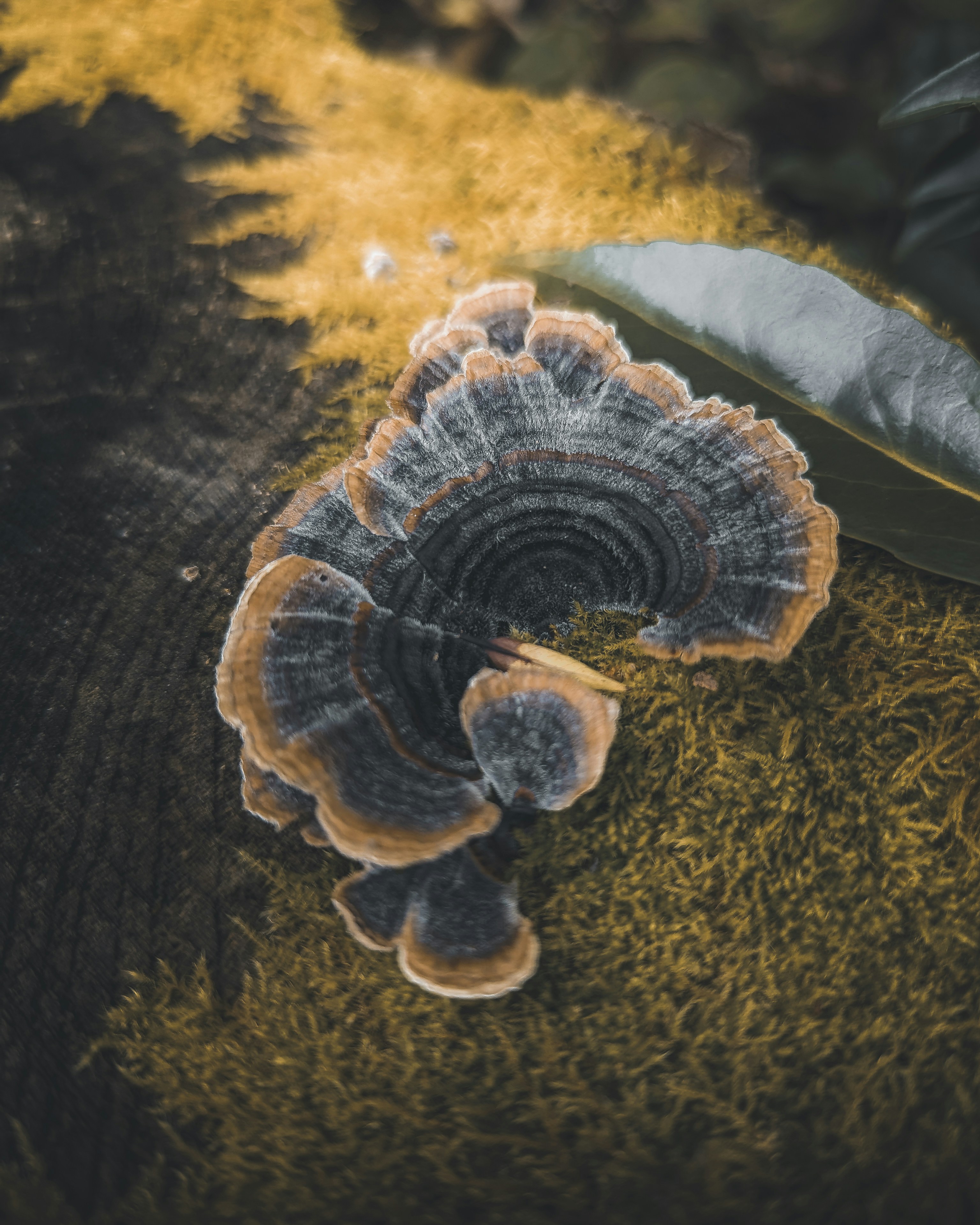 Close-up of a vibrant fungus growing on a mossy log, showcasing intricate patterns and textures. The surrounding foliage adds depth to the natural scene.