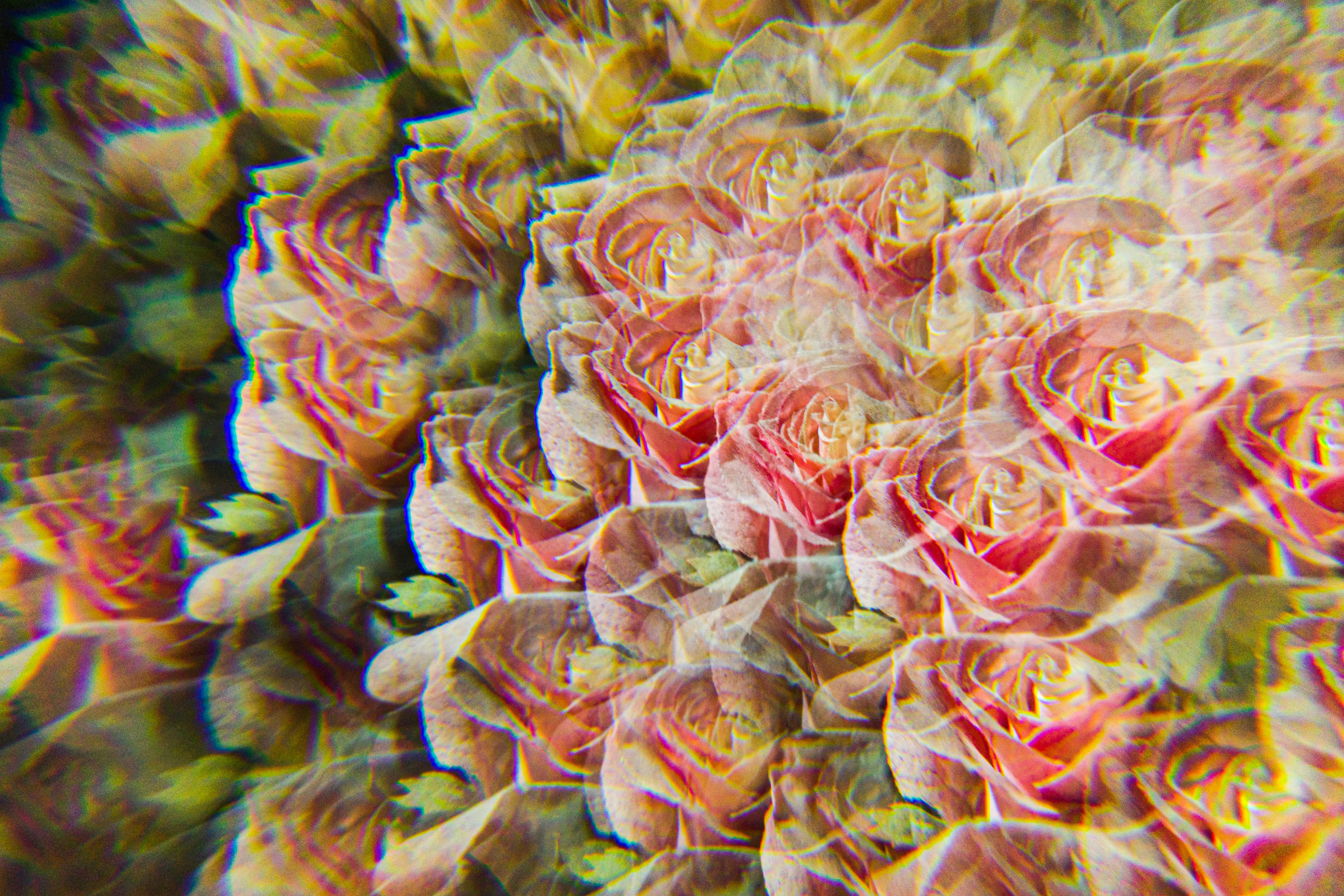 Blossoms in a Painted Blur: A Tangle of Roses with Chromatic Glitch