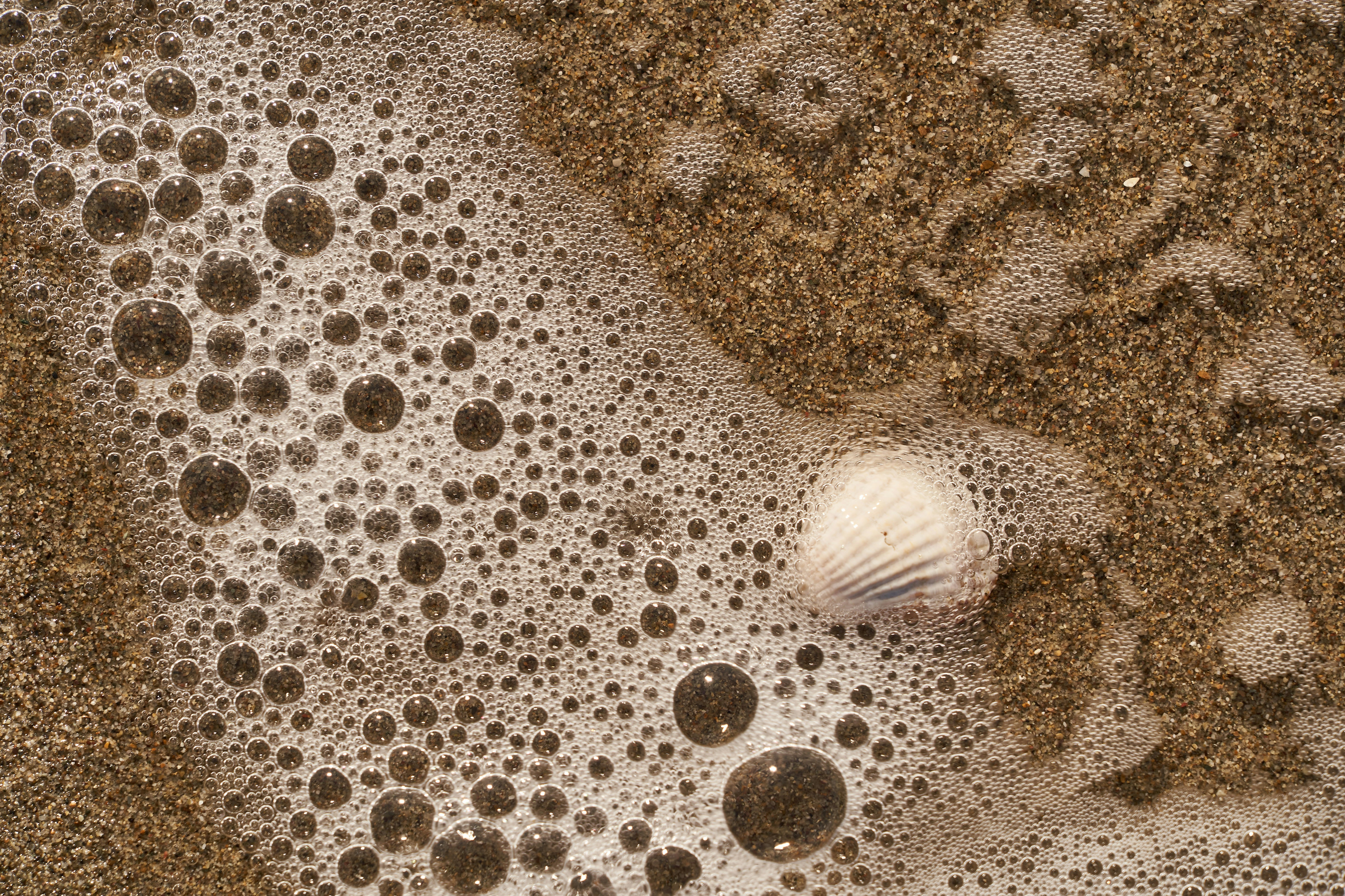 A seashell on a sandy beach with bubbles photo – Free Clam Image on ...