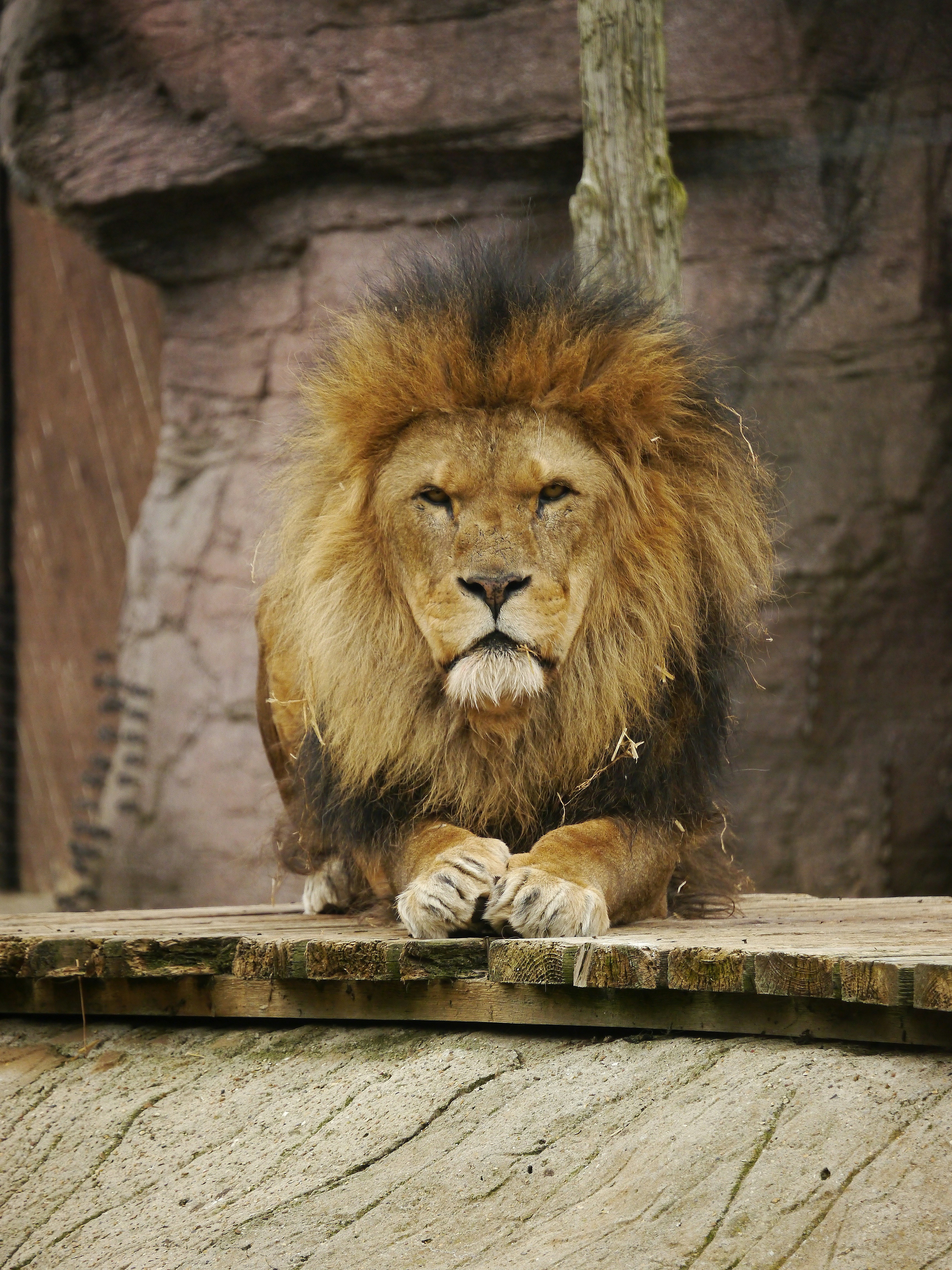 A majestic lion resting on a wooden platform, exuding a sense of calm and authority in its natural habitat.