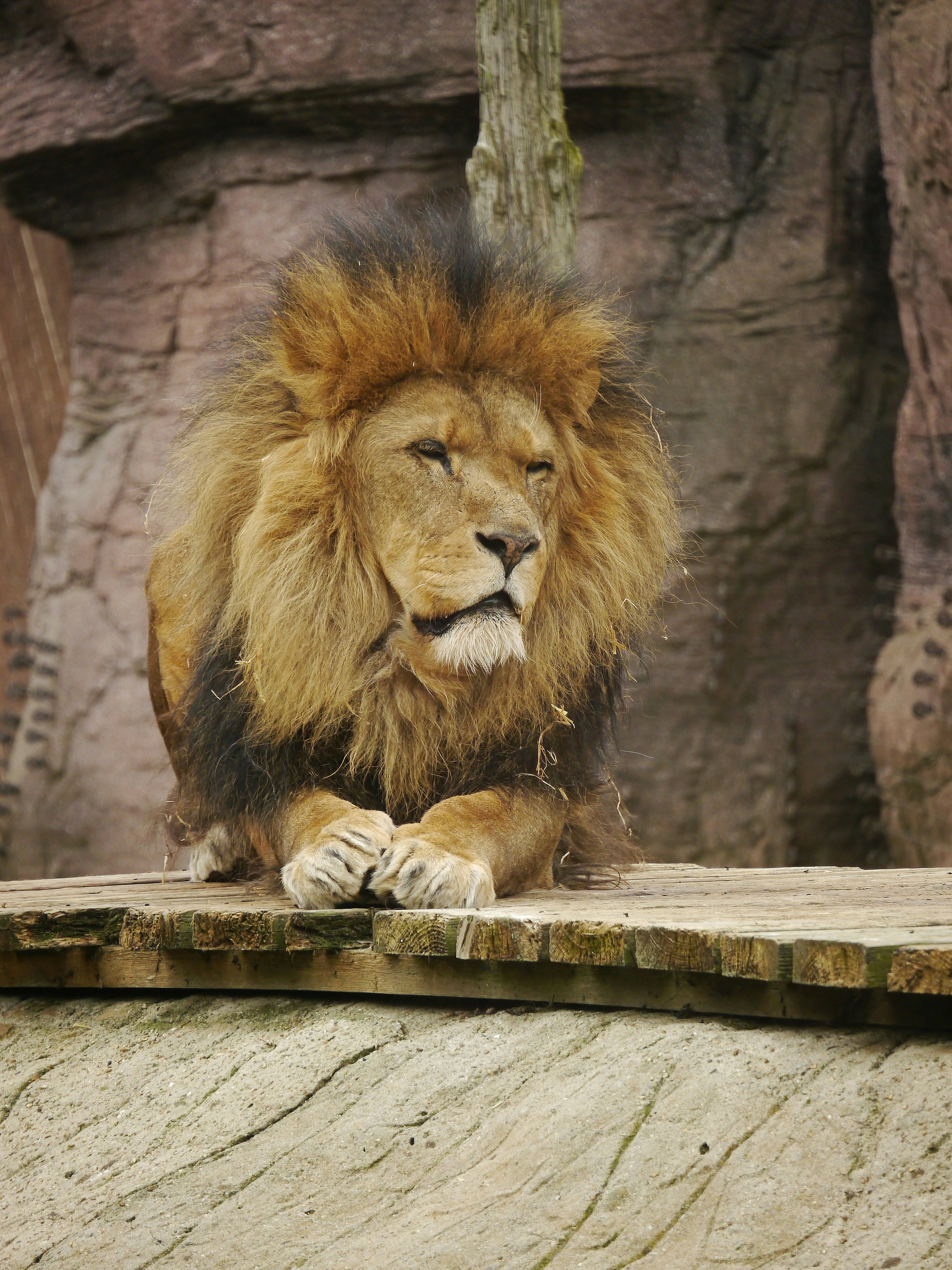A lion sitting on a ledge in a zoo photo – Free Animal Image on Unsplash