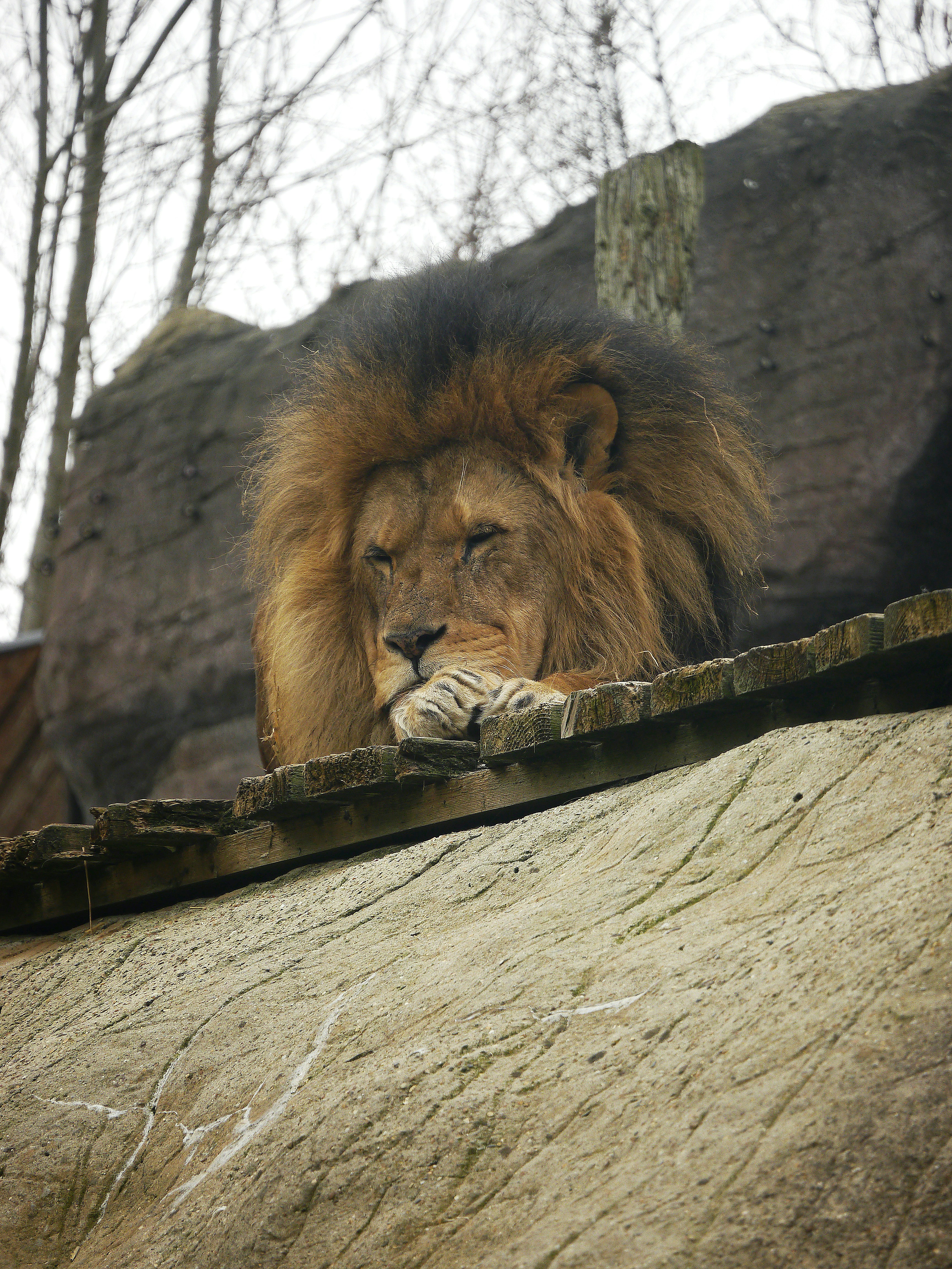 A lion resting its chin on a ledge, deep in thought, surrounded by a rugged stone backdrop and bare trees.