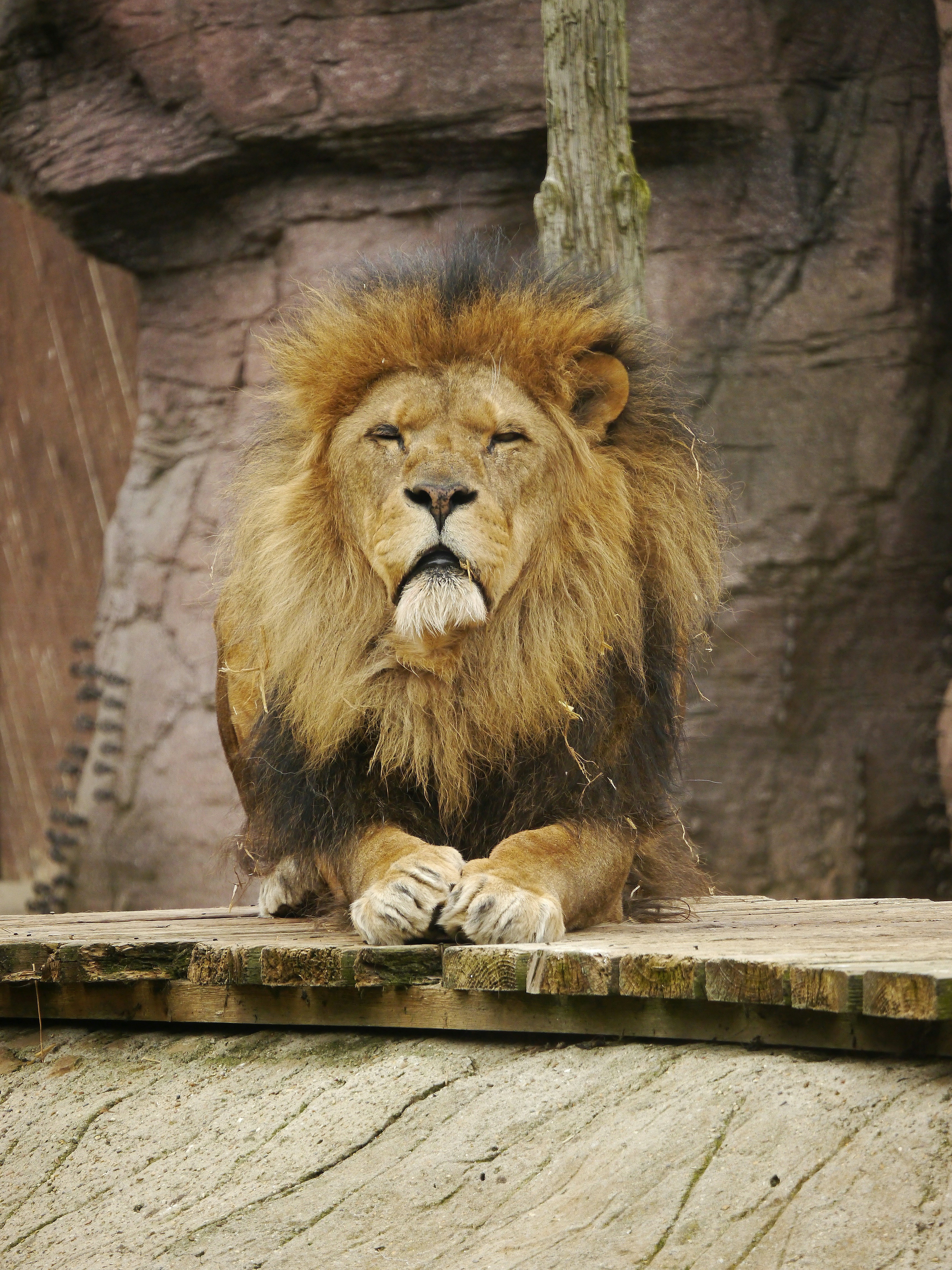 Lion lying on a wooden platform against a rocky backdrop.