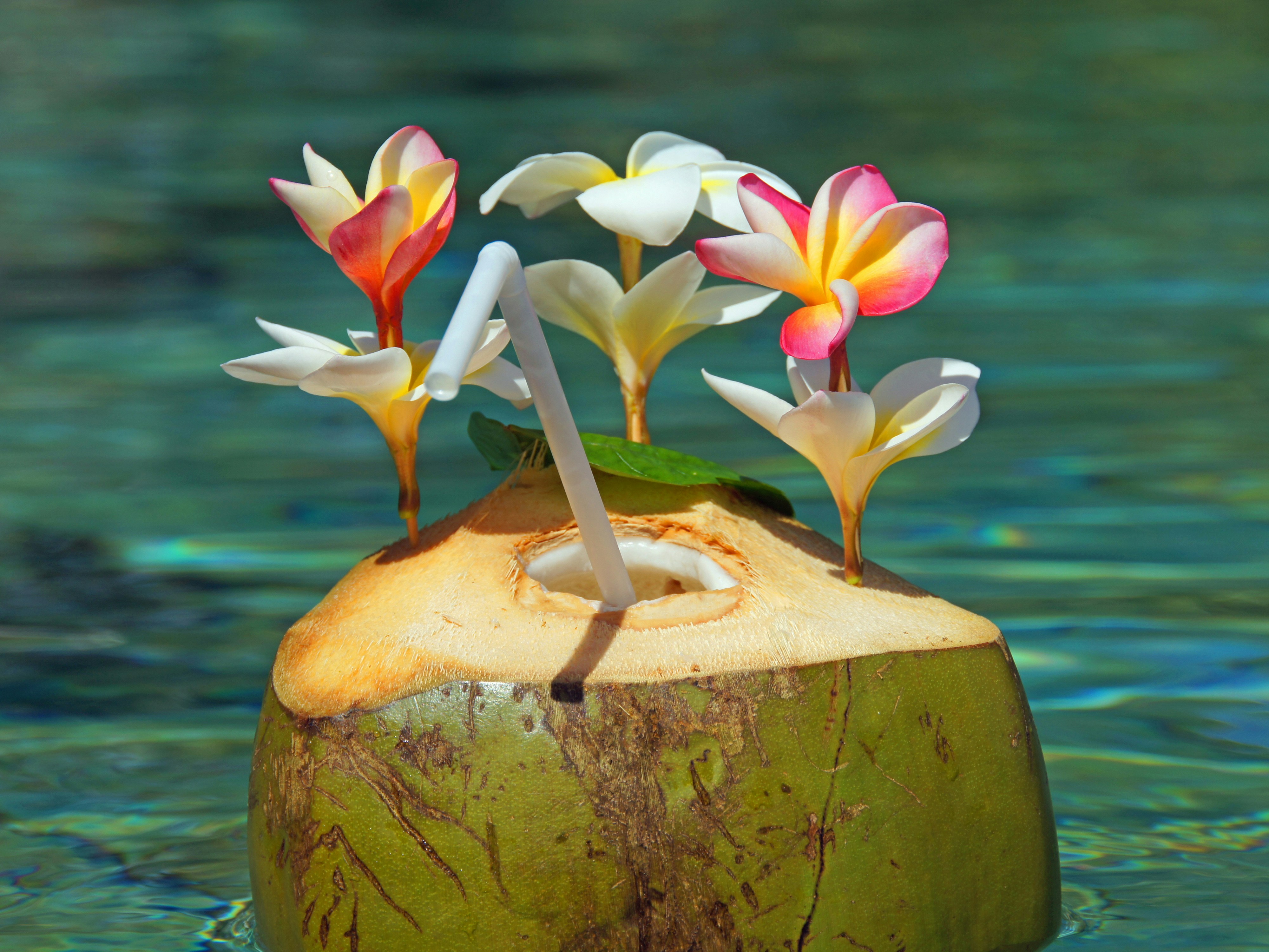 Foto Un coco con flores que sobresalen de él – Imagen Planta gratis en ...