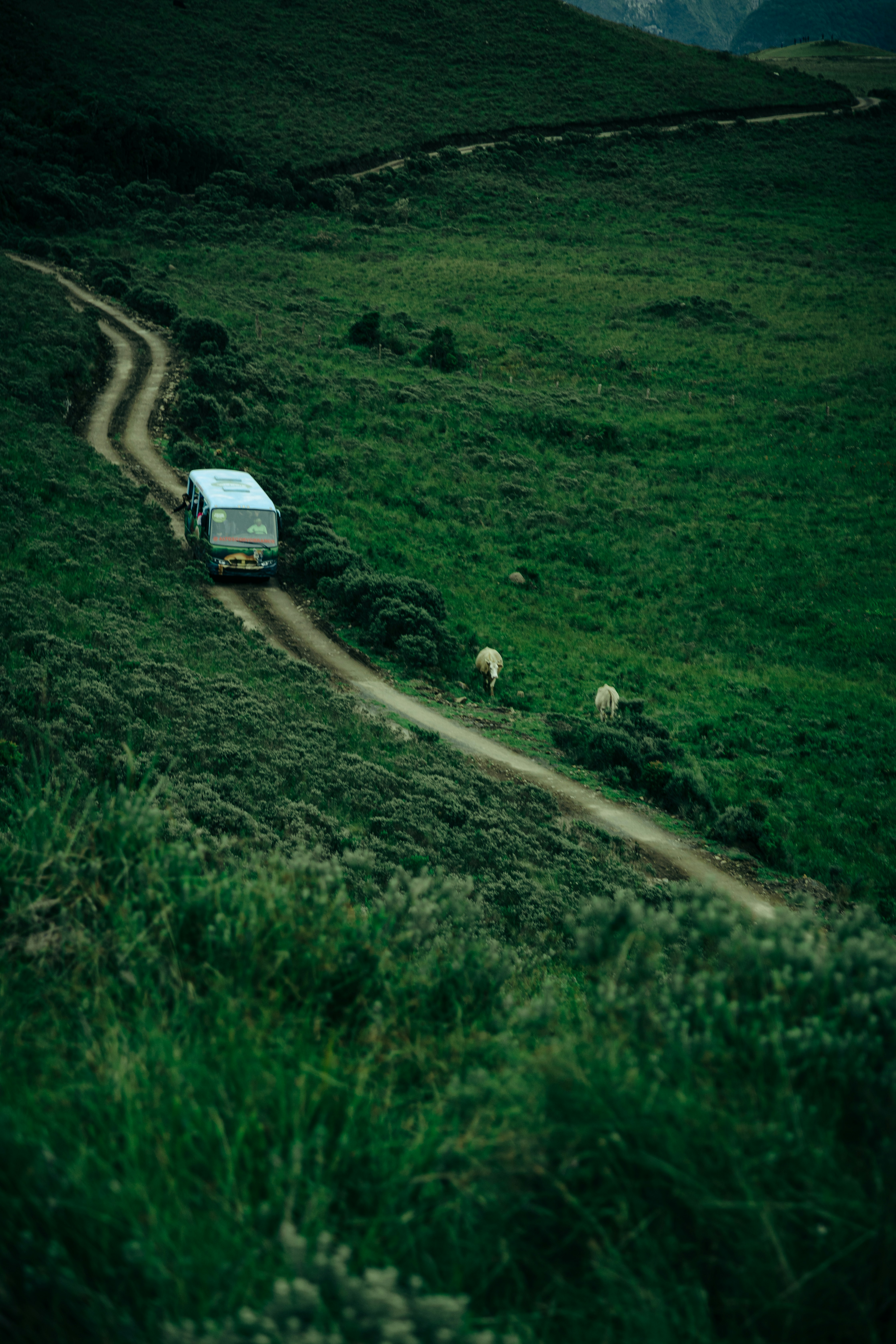 a truck driving down a dirt road through a lush green field