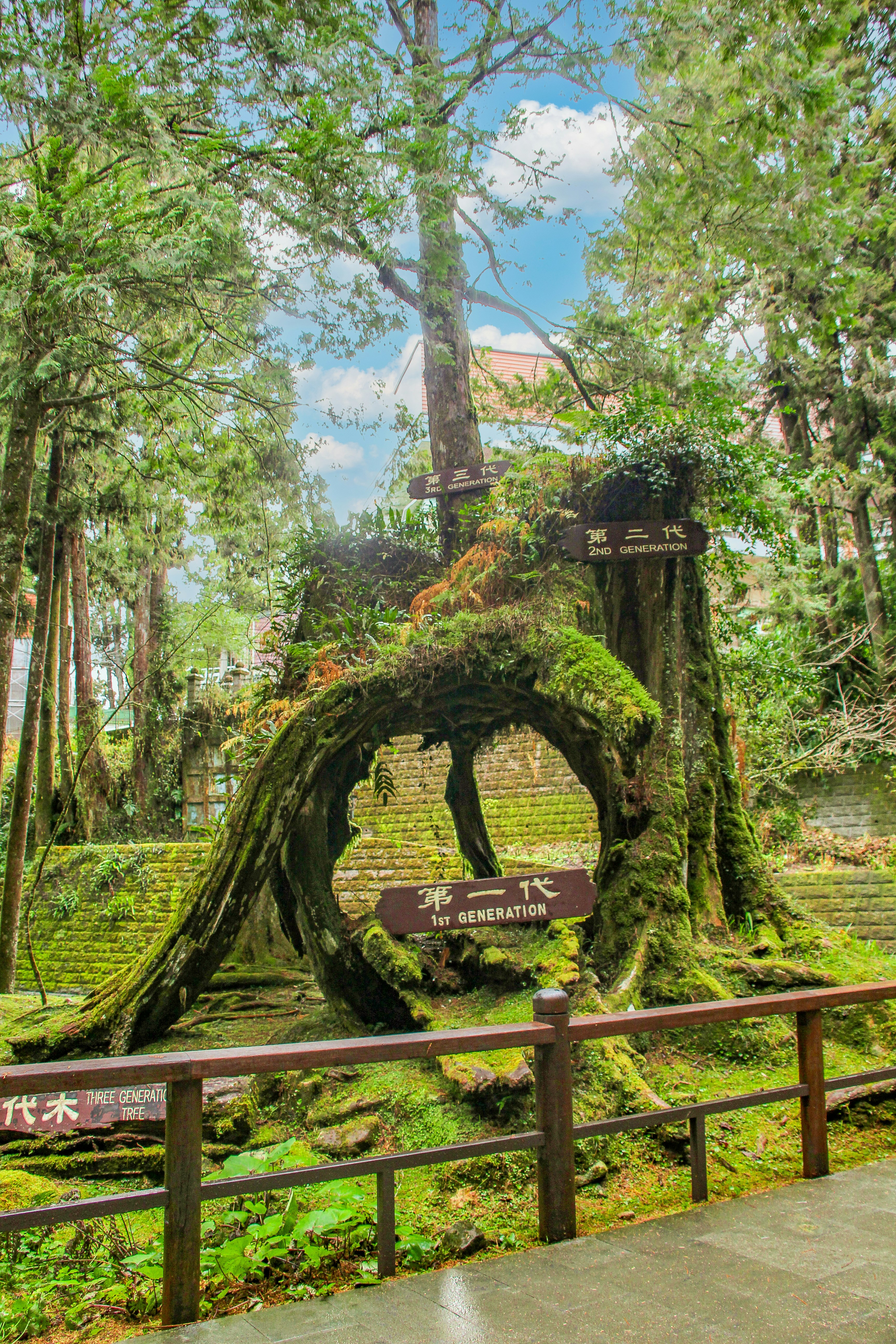The Moss Ring of Generations: A Quiet Garden Monument