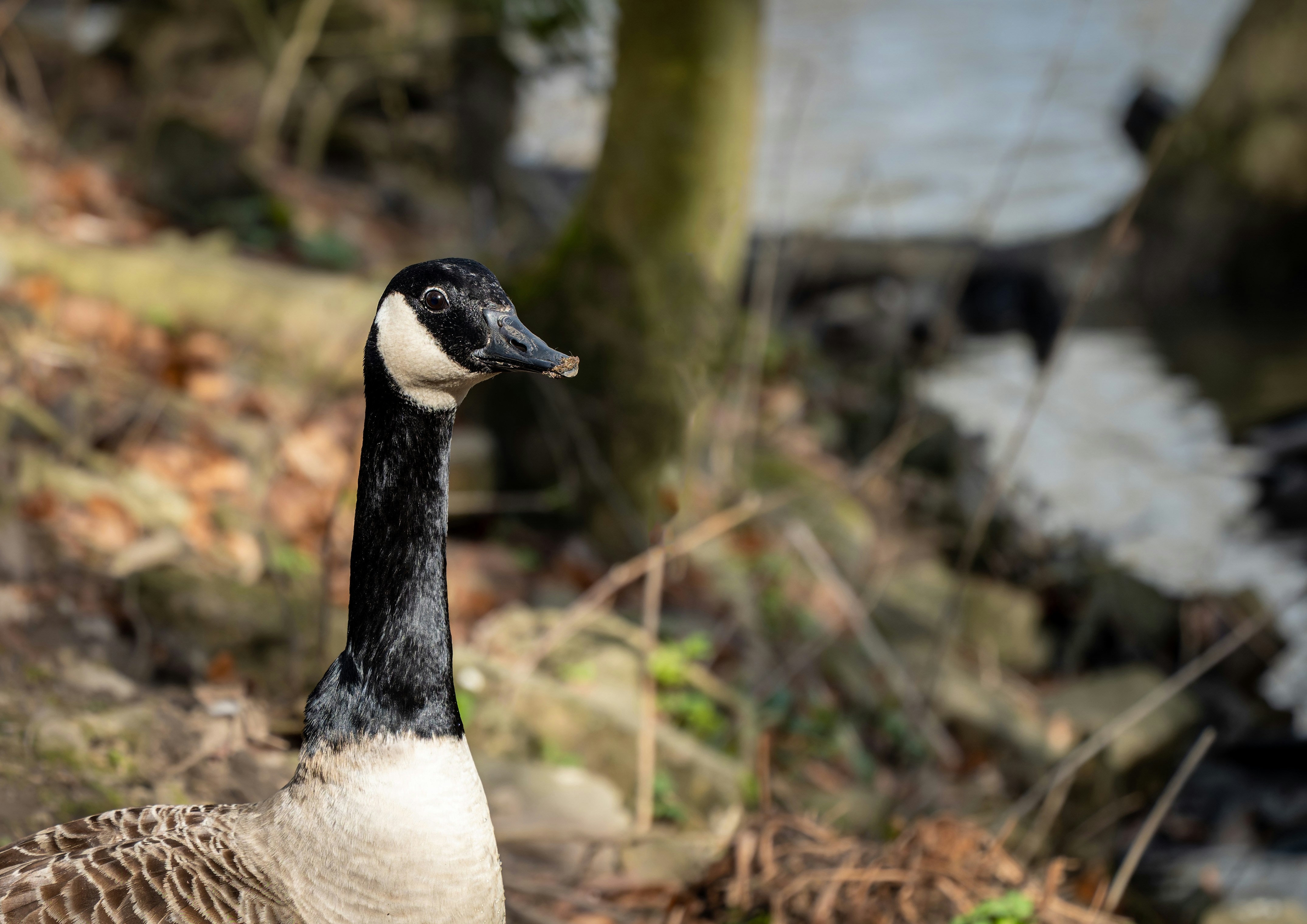 Close-up photograph of a Canada goose with a blurred pond backdrop, highlighting its black head and white cheeks.
