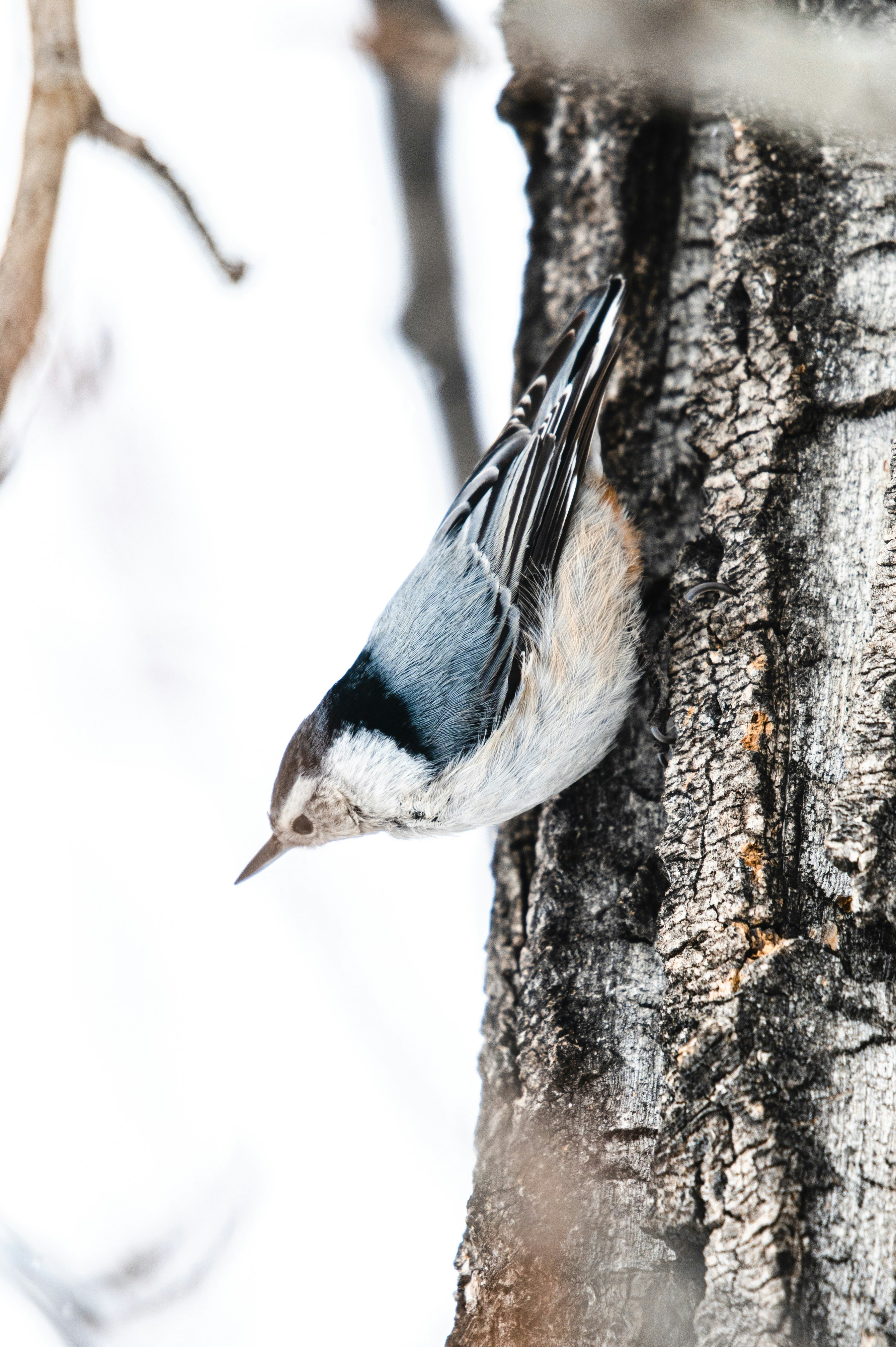 A bird perched on the side of a tree photo – Free Animal Image on Unsplash