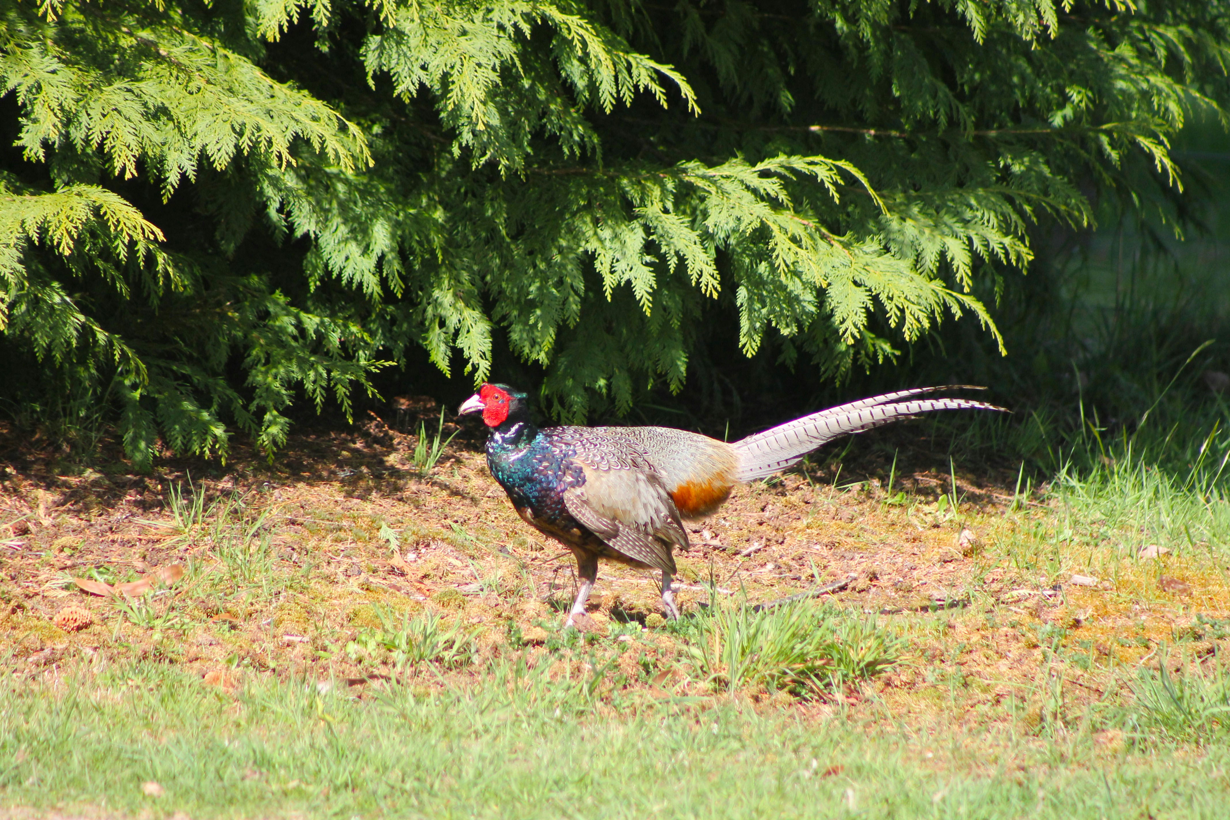 Red-crested pheasant patrols a sunlit meadow beneath dense conifers