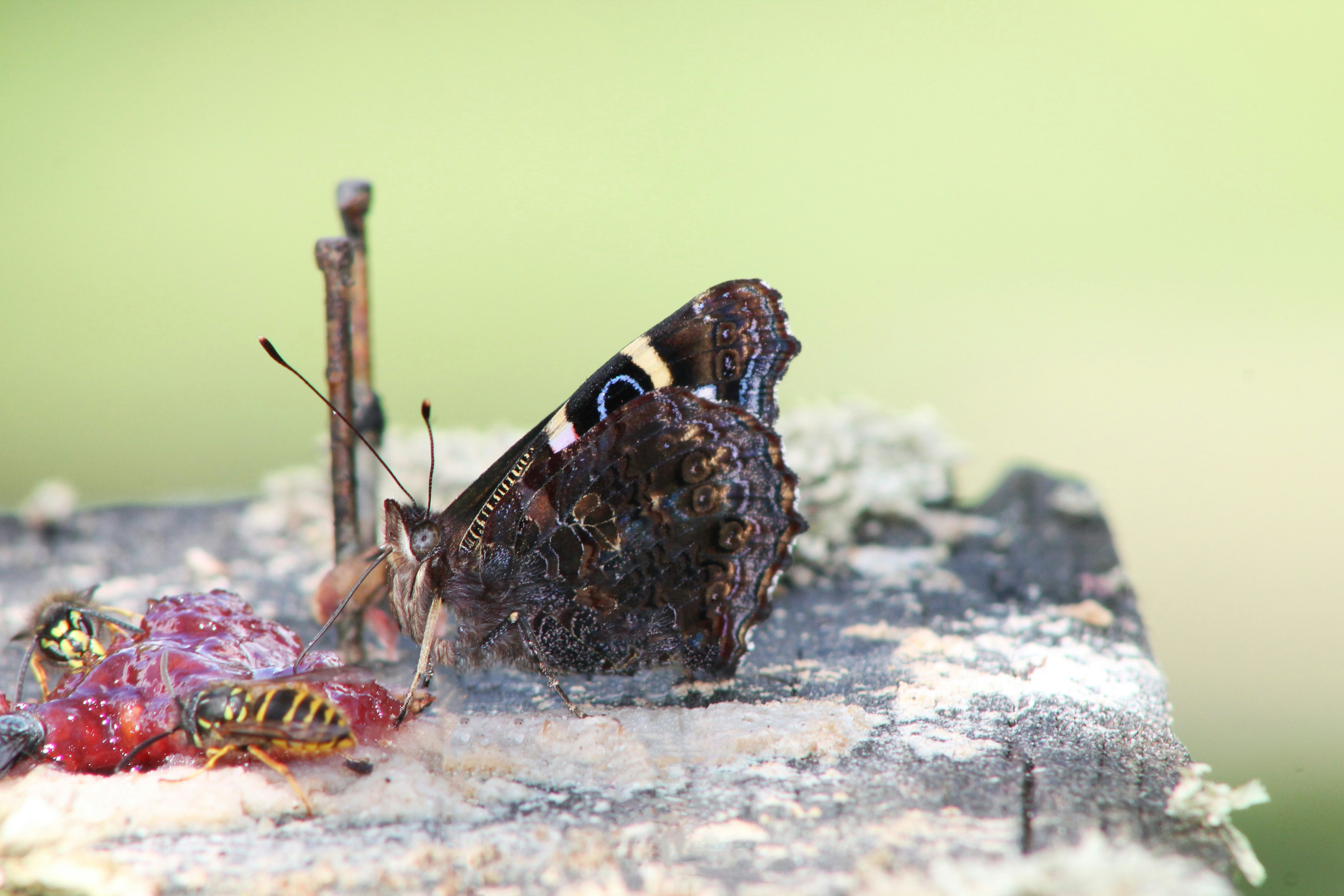Tattered Wing Resonance: A Close-Up on a Mourning Great Peacock Butterfly
