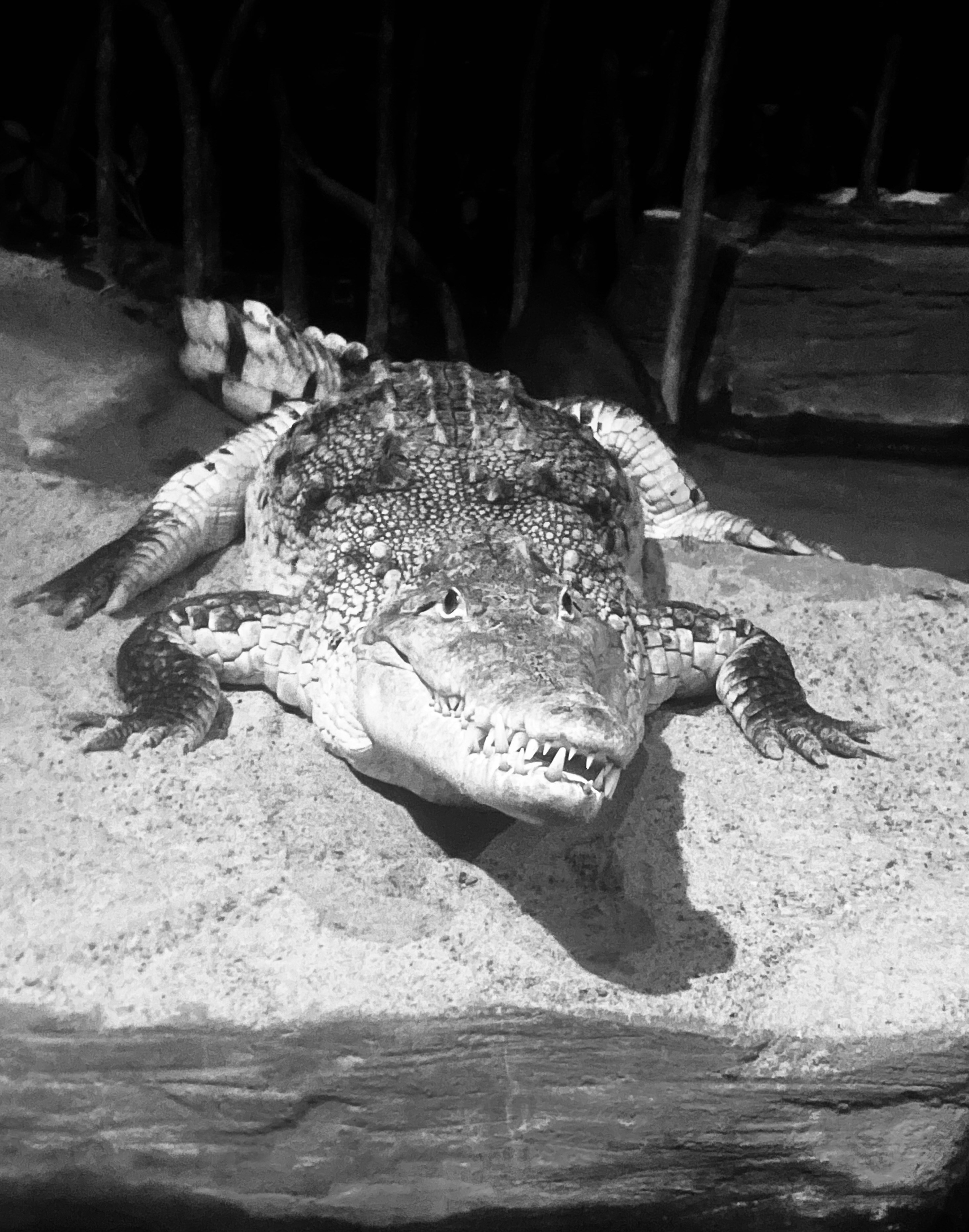 Sandbound Sentinel: Crocodile Rest on a Quiet Shore
