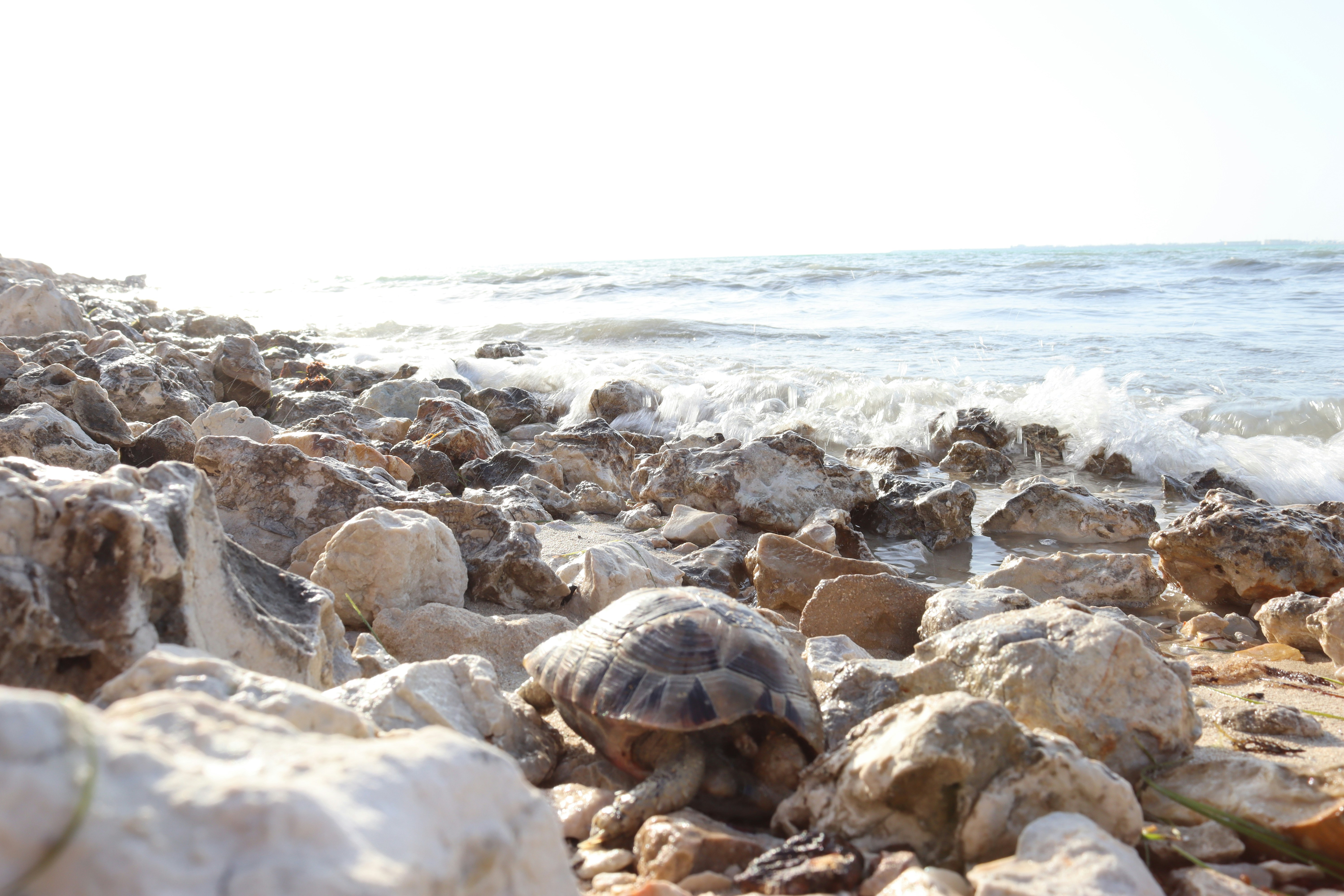 A turtle crawling on a rocky beach next to the ocean photo – Free Doha ...