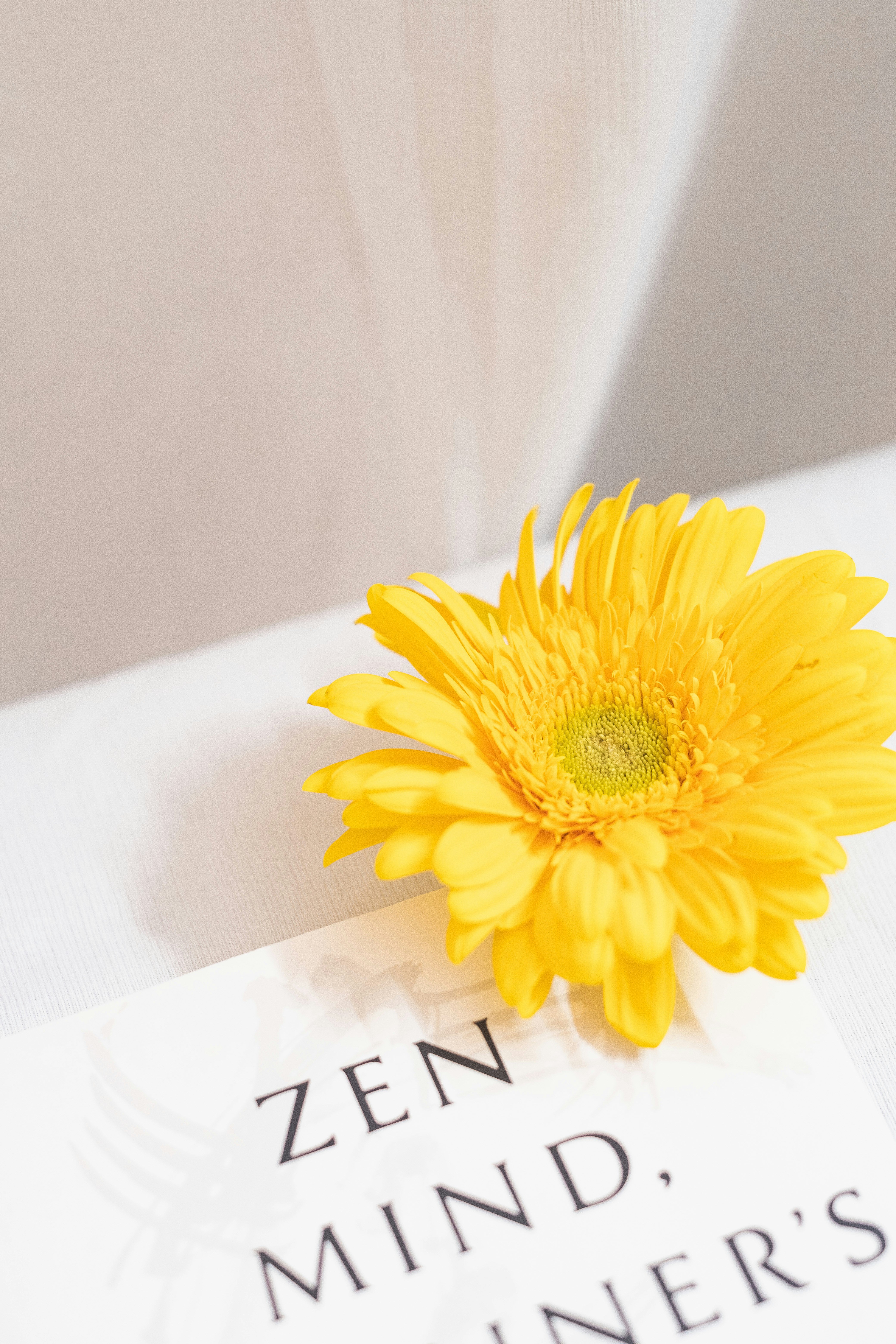 Zen in Yellow: A Gerbera Resting on White Linen