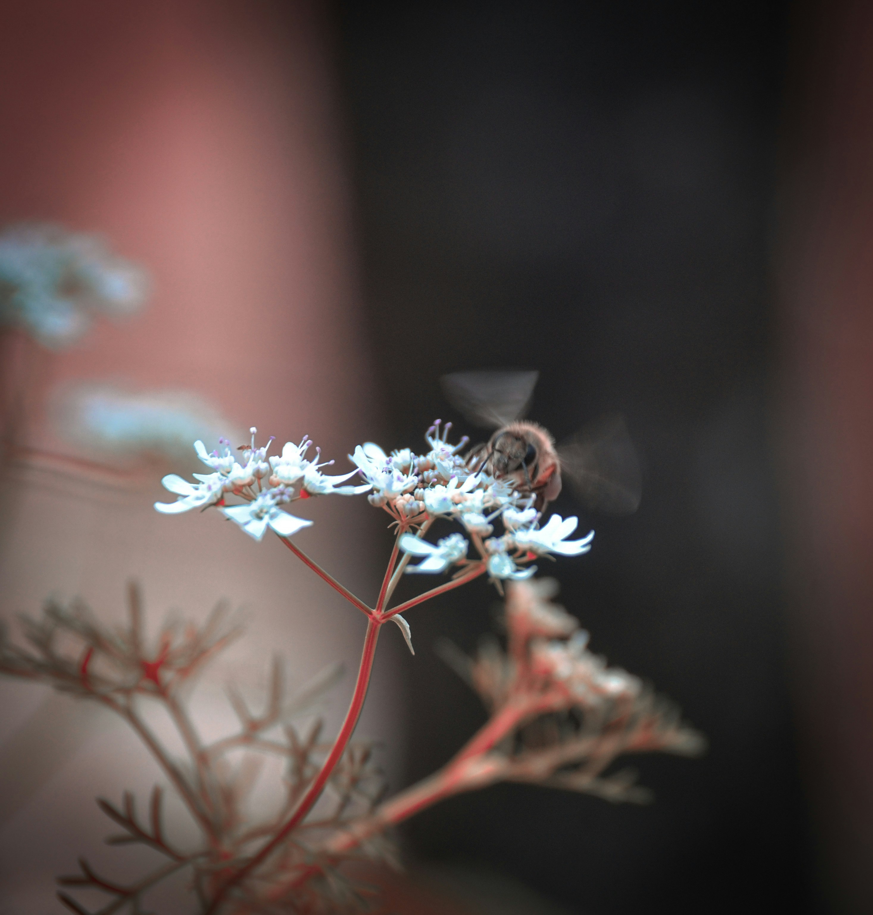 Floral Summit: A Bee's Delicate Pause on White Petals