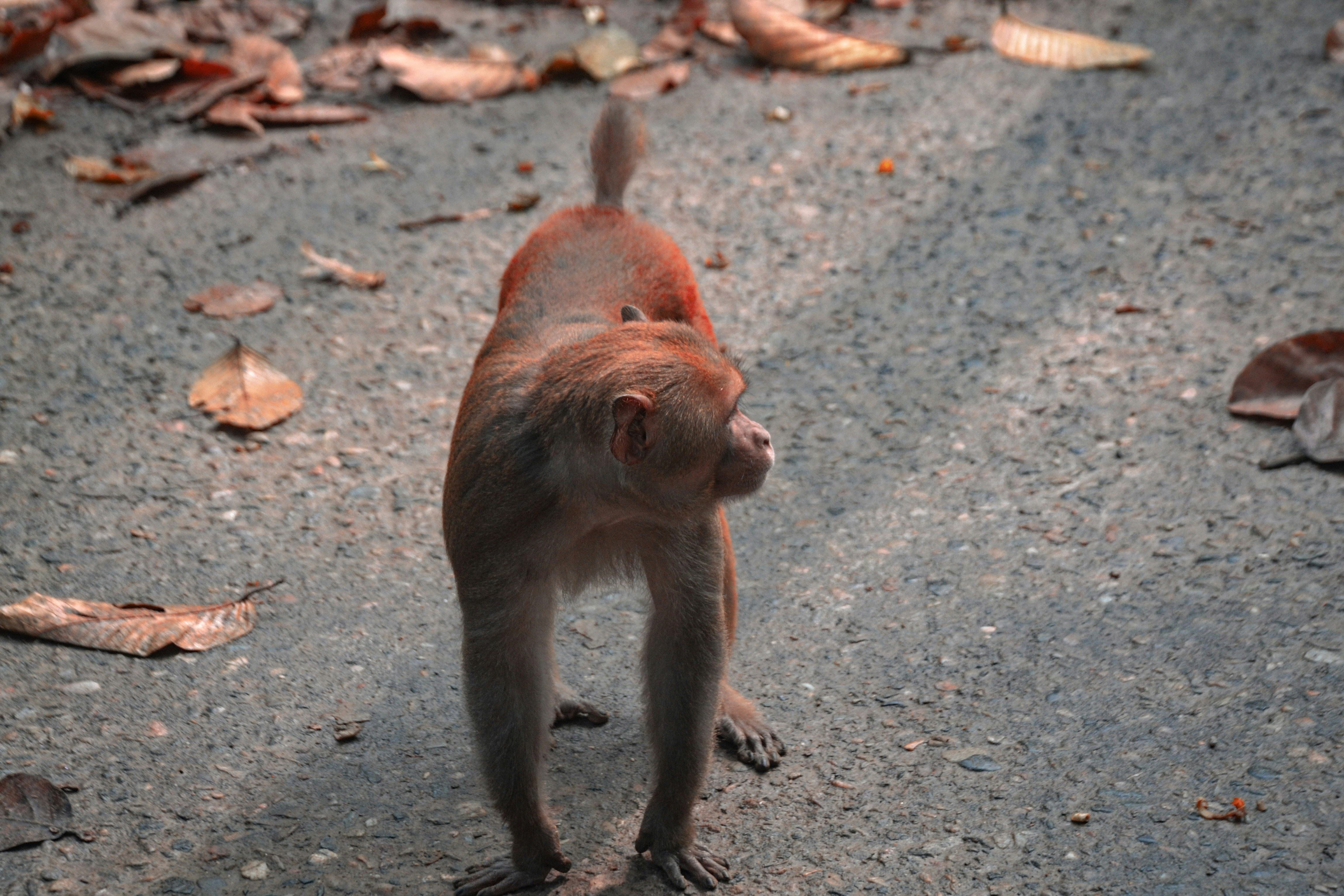 The image shows a playful monkey walking along a branch in an eco-park. The monkey's fur is a light brown color and its tail is long and curled. Its facial features are expressive, with curious eyes and a slight grin. The branch is surrounded by lush green foliage, with trees and bushes visible in the background. The monkey's agile movements are evident in the way it balances on the branch, using its tail for support. The eco-park setting is idyllic, with a peaceful atmosphere and natural beauty. The image captures a moment of harmony between the monkey and its environment, showcasing the dive