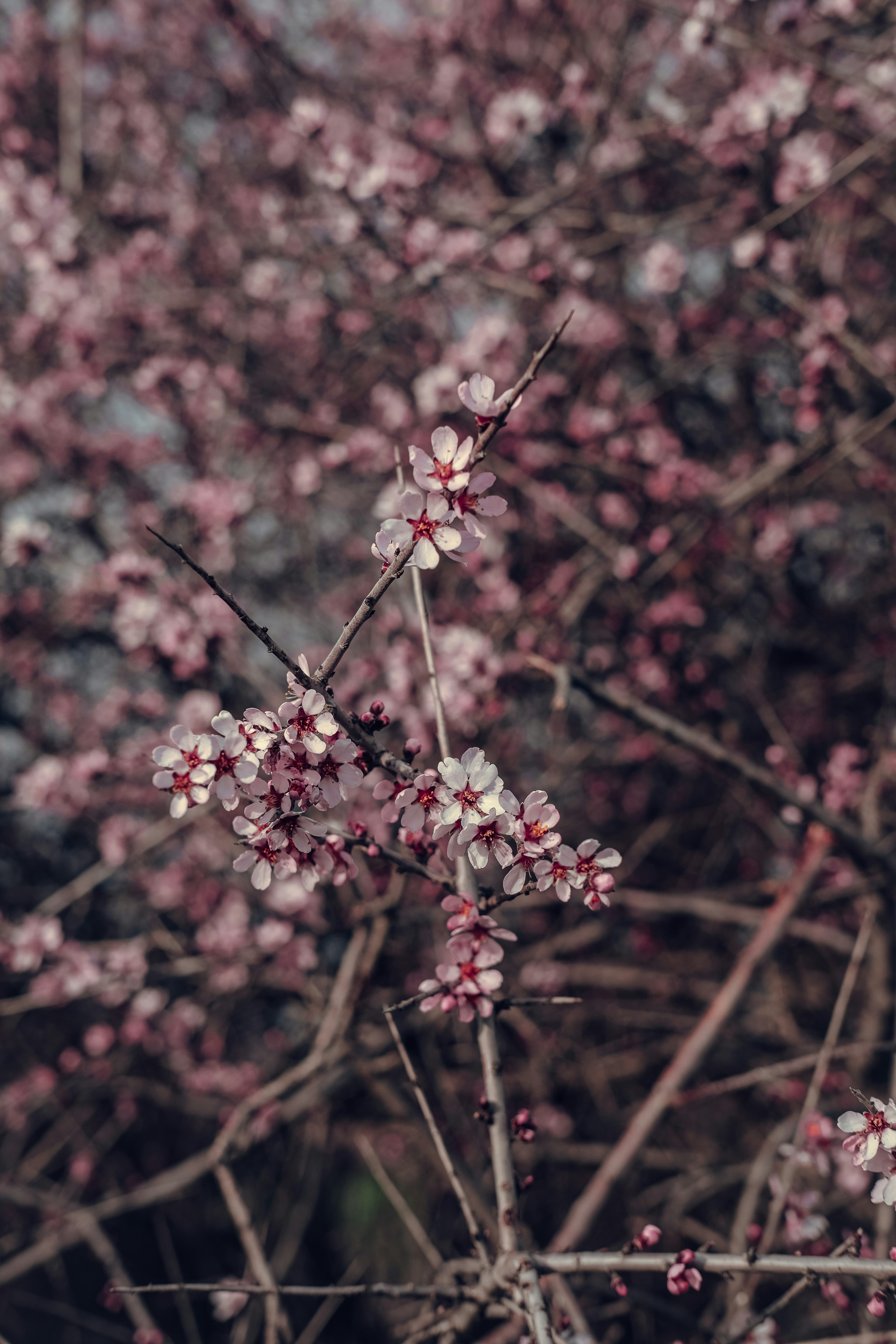 a bunch of flowers that are on a tree