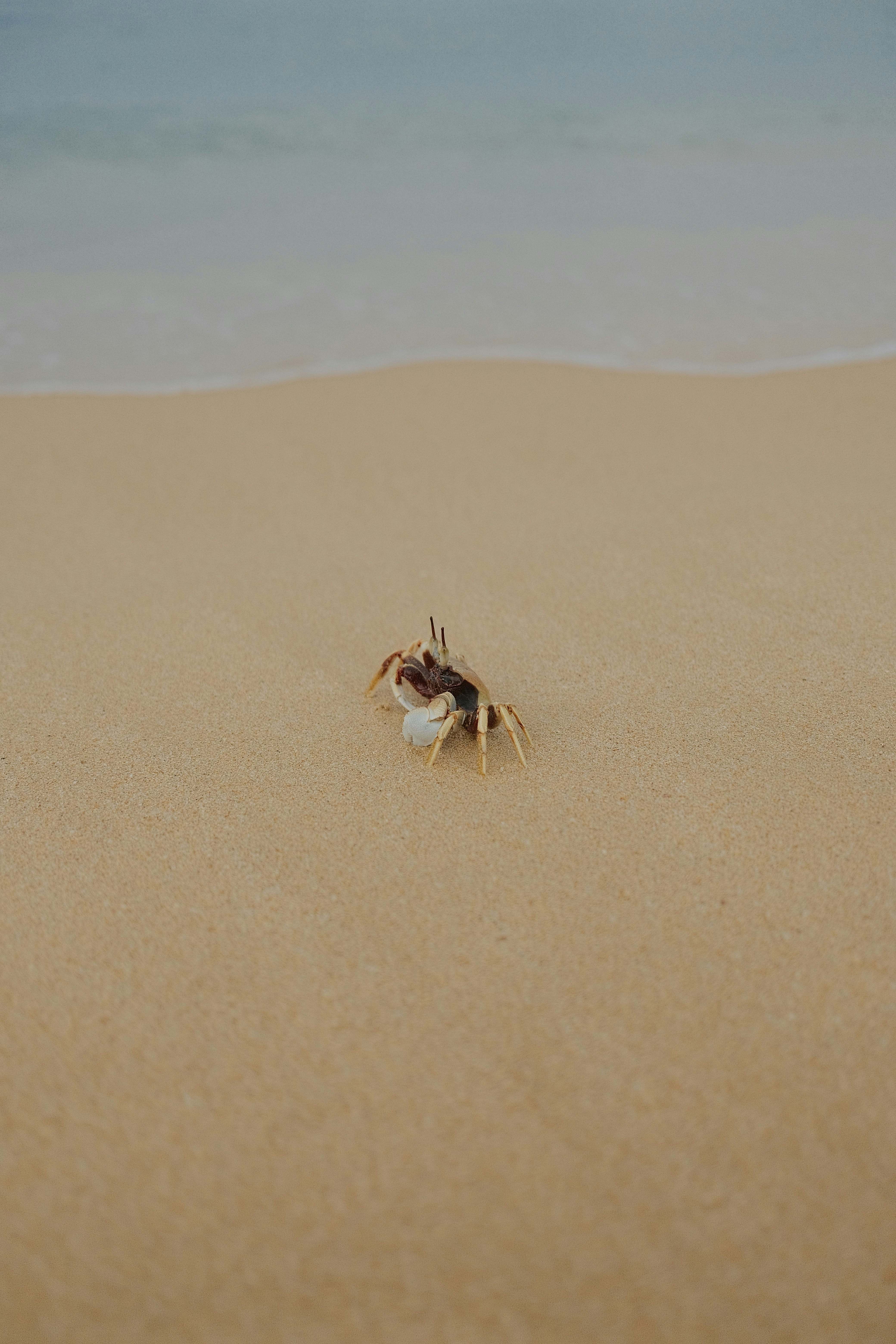 Crab walking along the beach