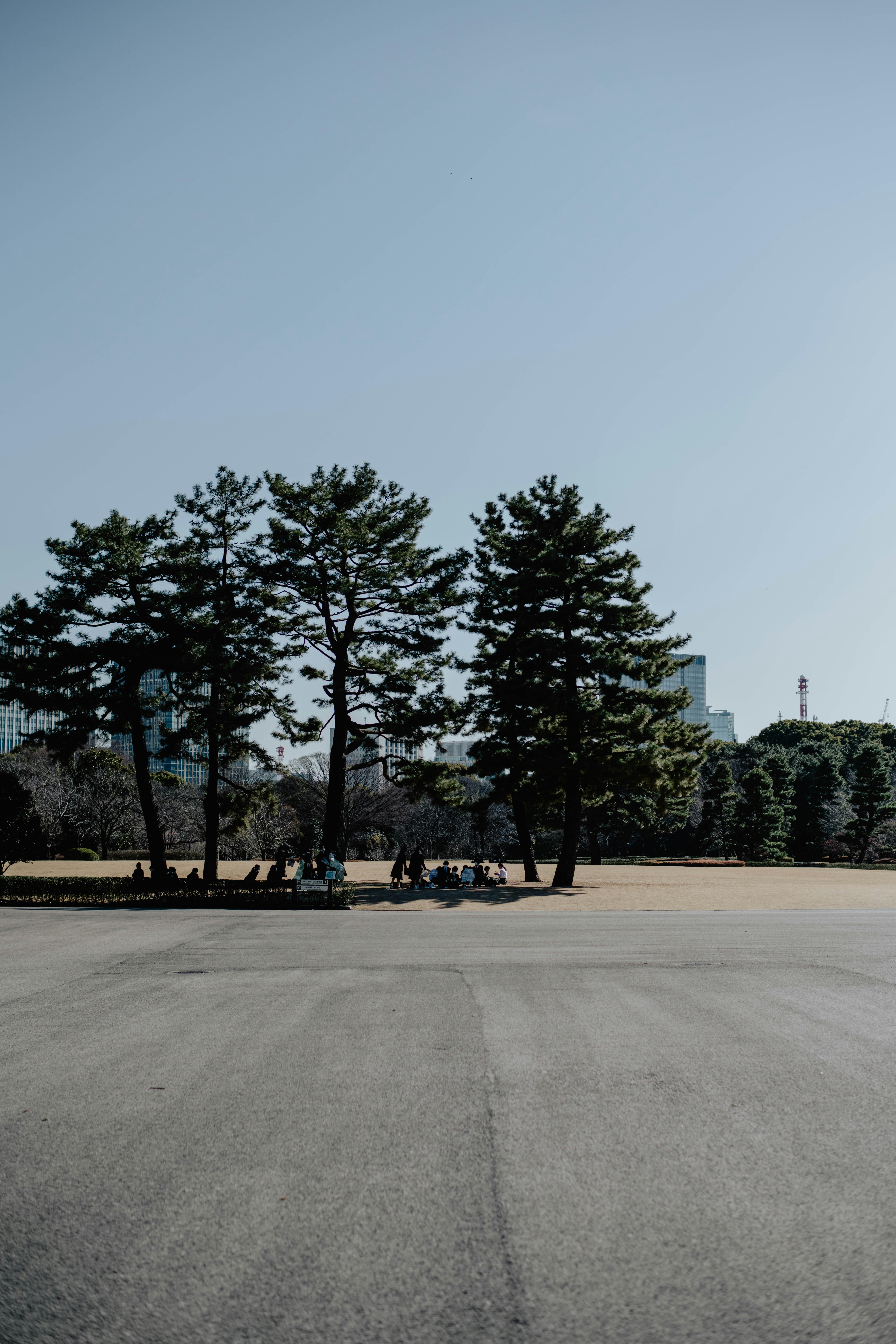 Pine Shade and People: A Quiet City Park Gathering