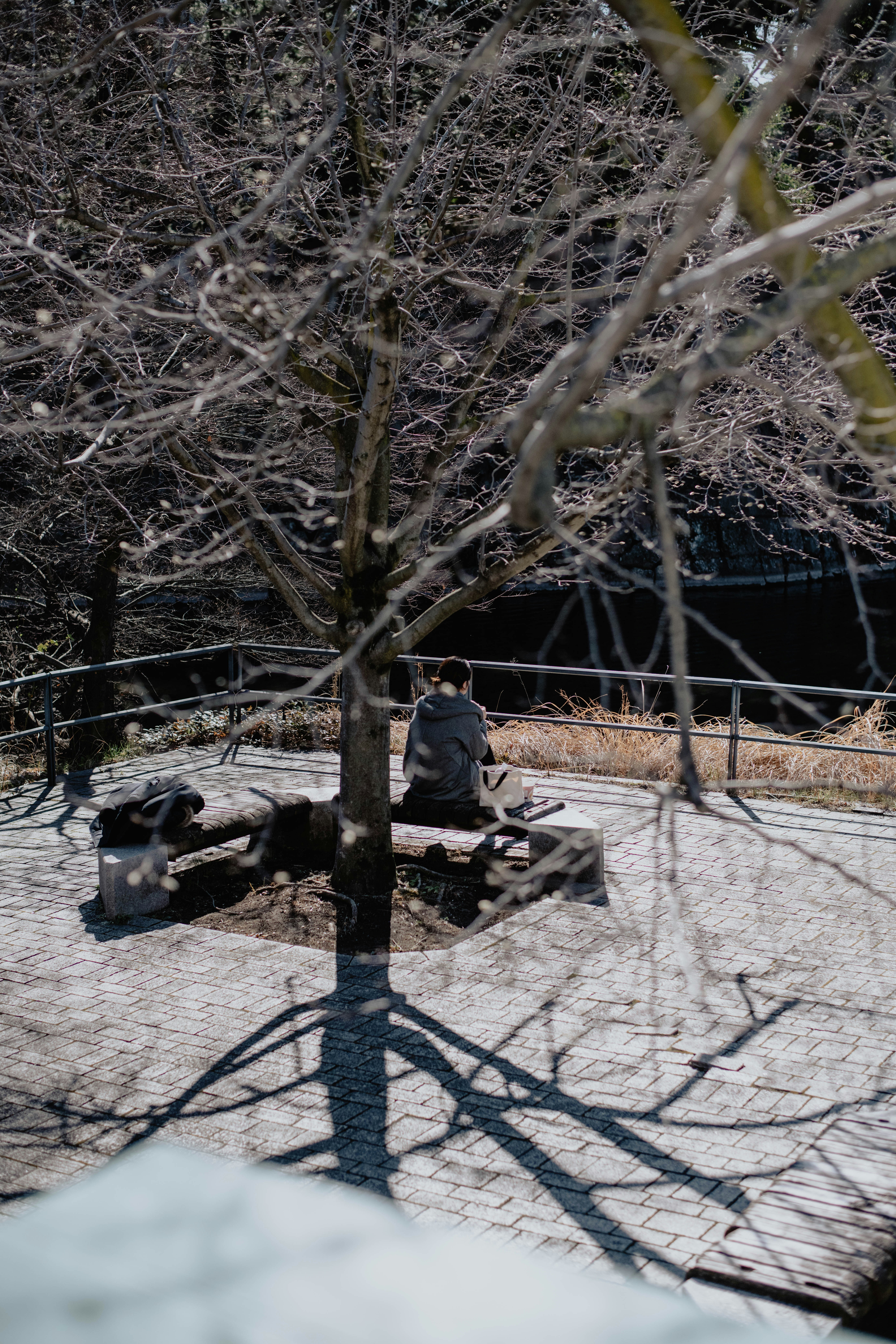 Quiet Seat Under a Web of Winter Branches