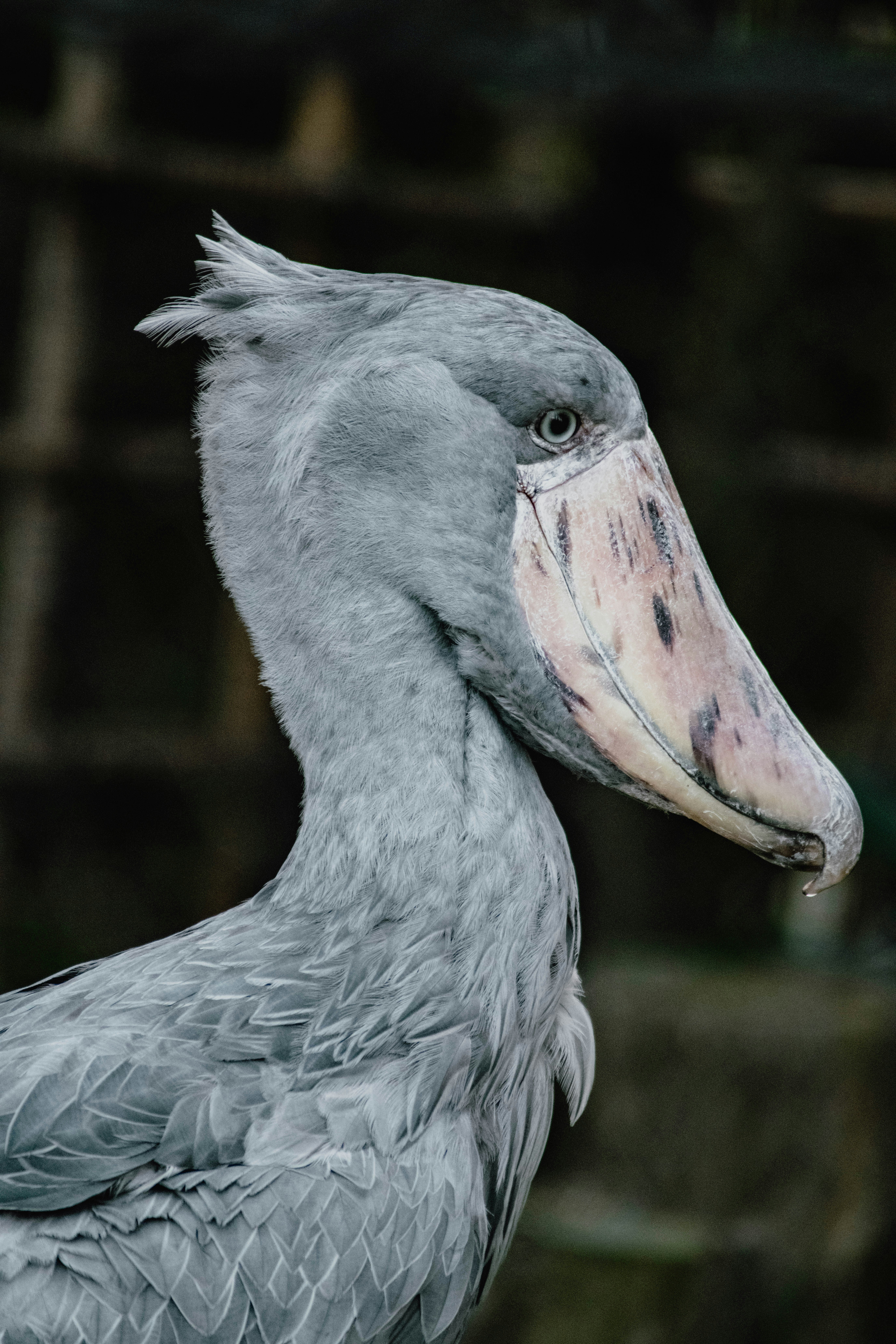 Photo by Mohamed Jamil Latrach with Nikon D850