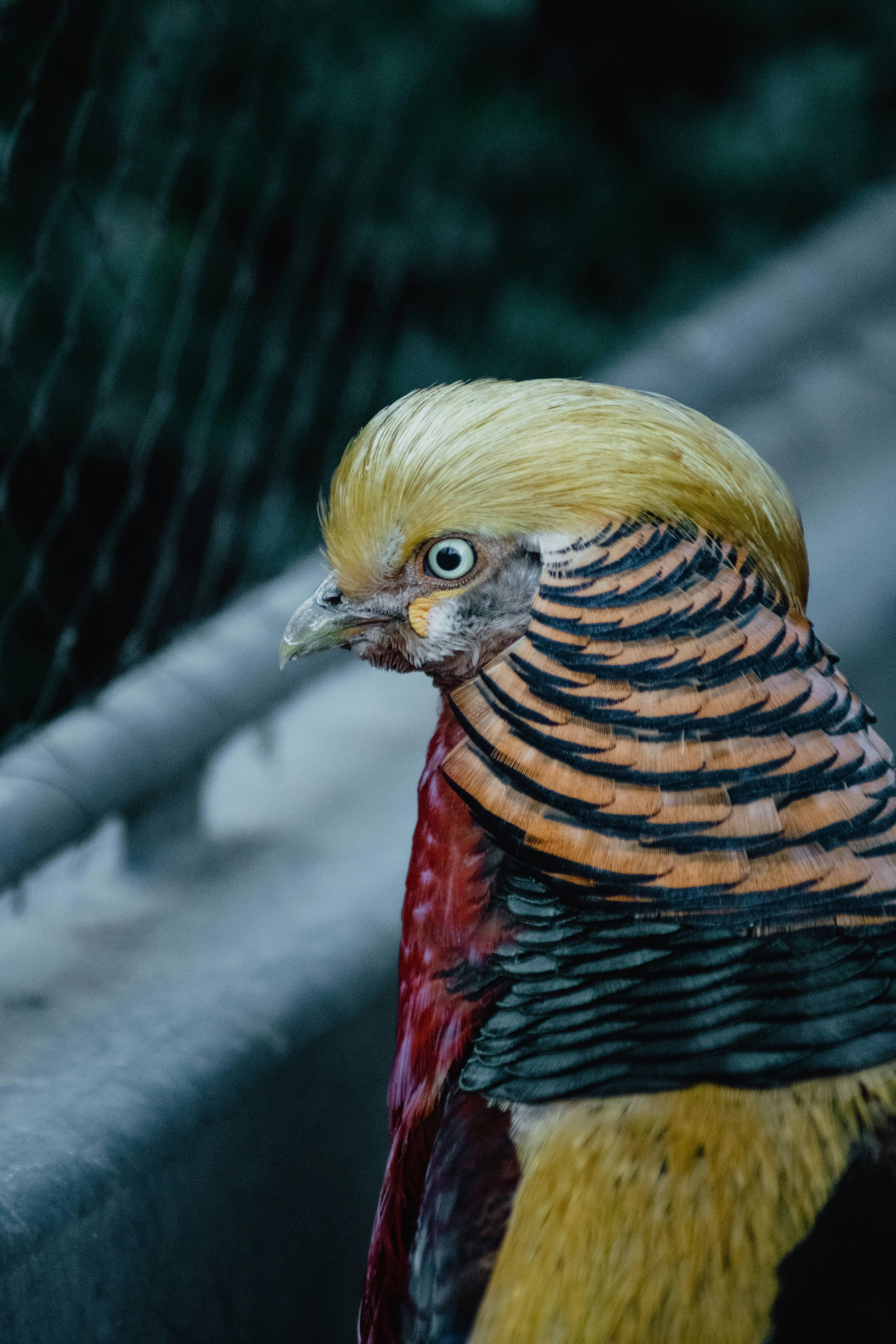 a close up of a bird near a fence