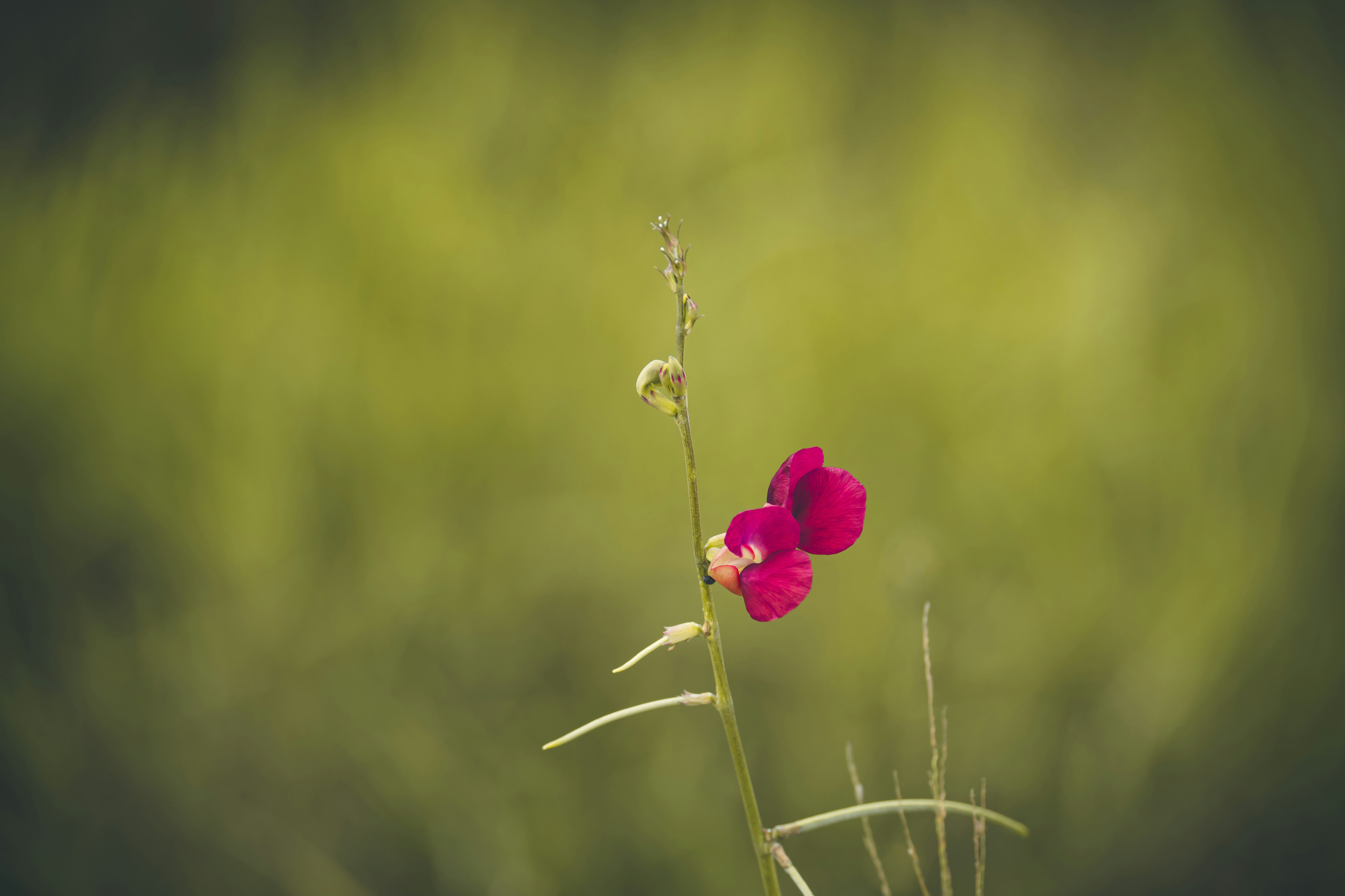 A single red flower sitting on top of a green plant photo – Free Nature ...
