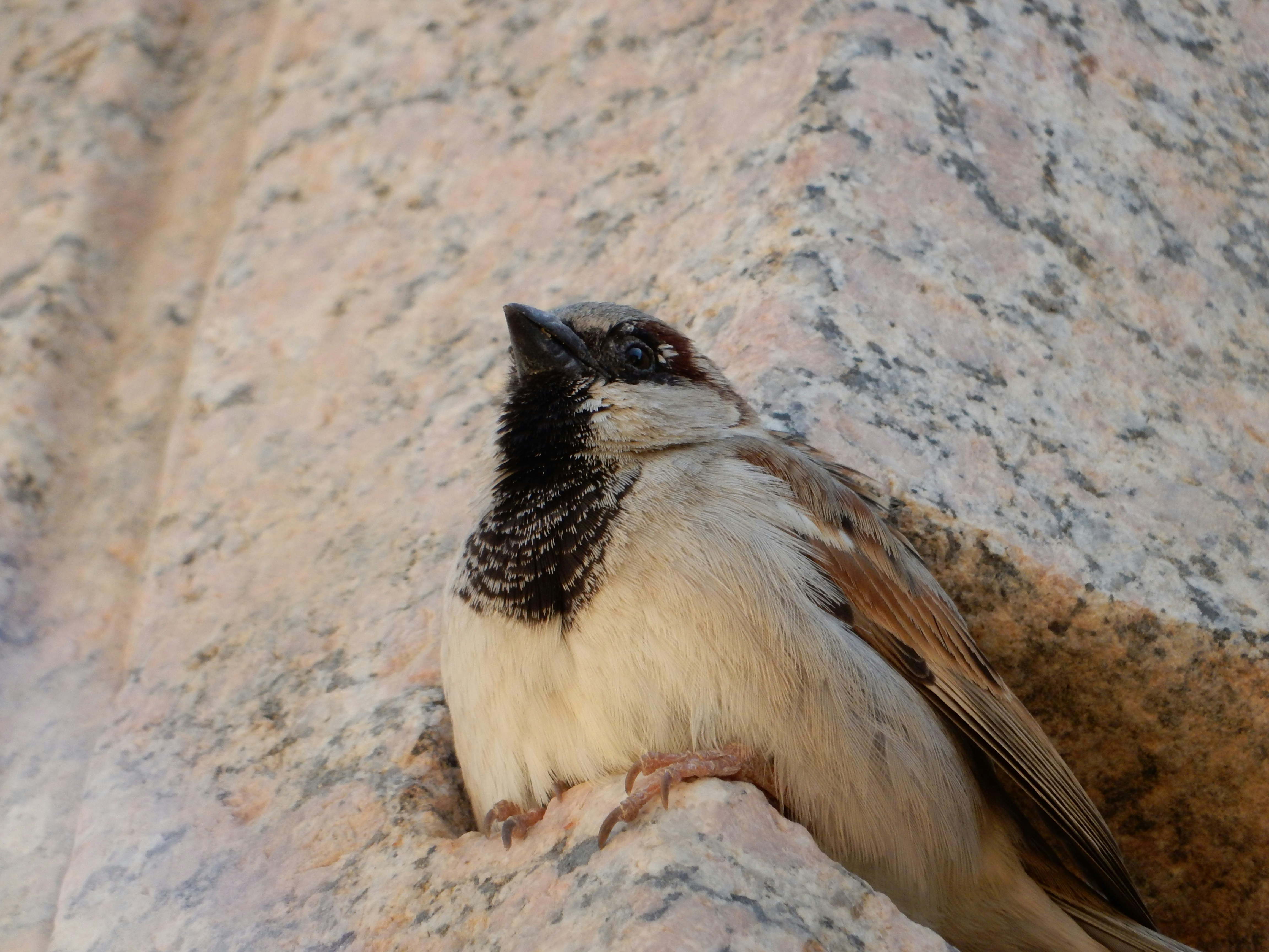 A bird perched in a rocky crevice, showcasing its intricate feather patterns against a textured stone background.