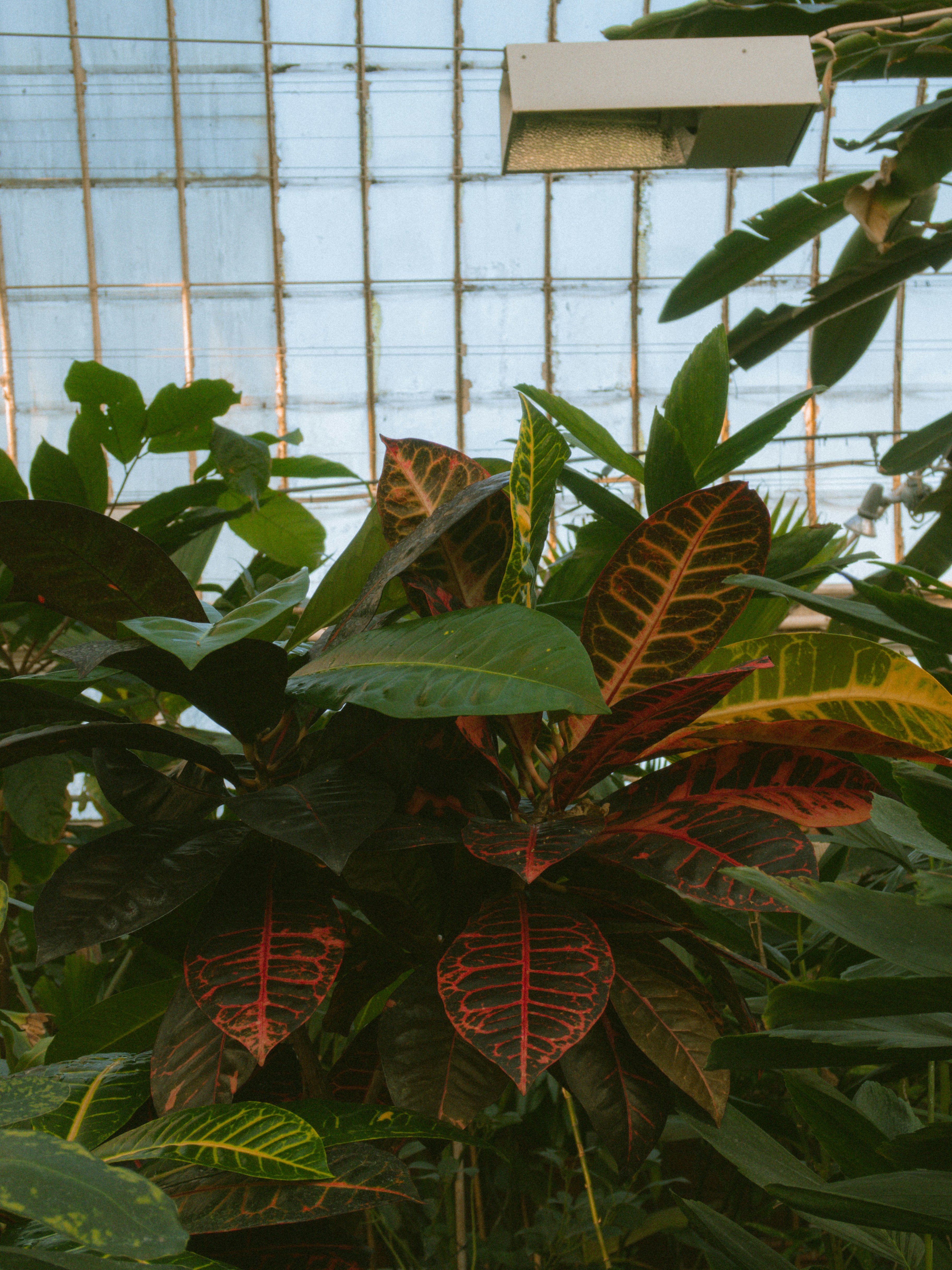 Crimson-veined Croton Dominates a Glasshouse Jungle