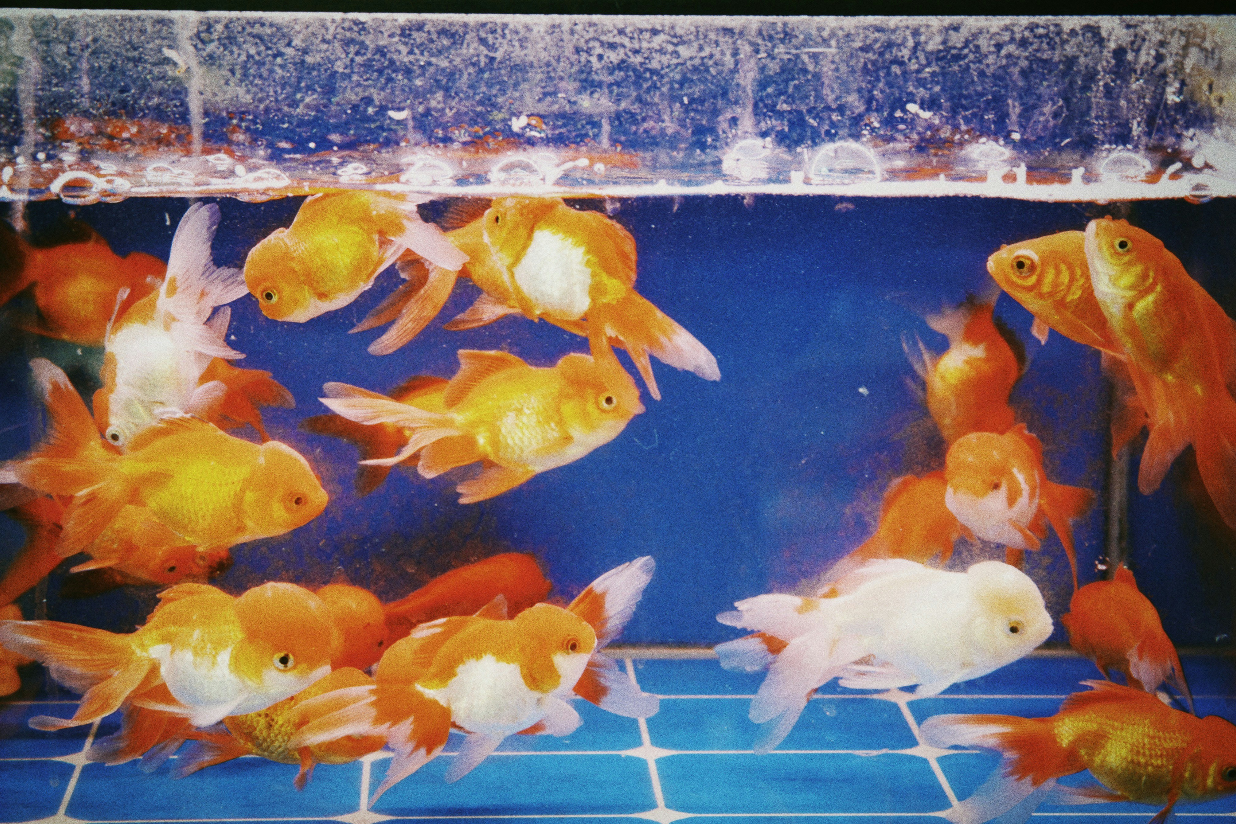 A group of goldfish swimming in an aquarium photo – Free Animal Image ...