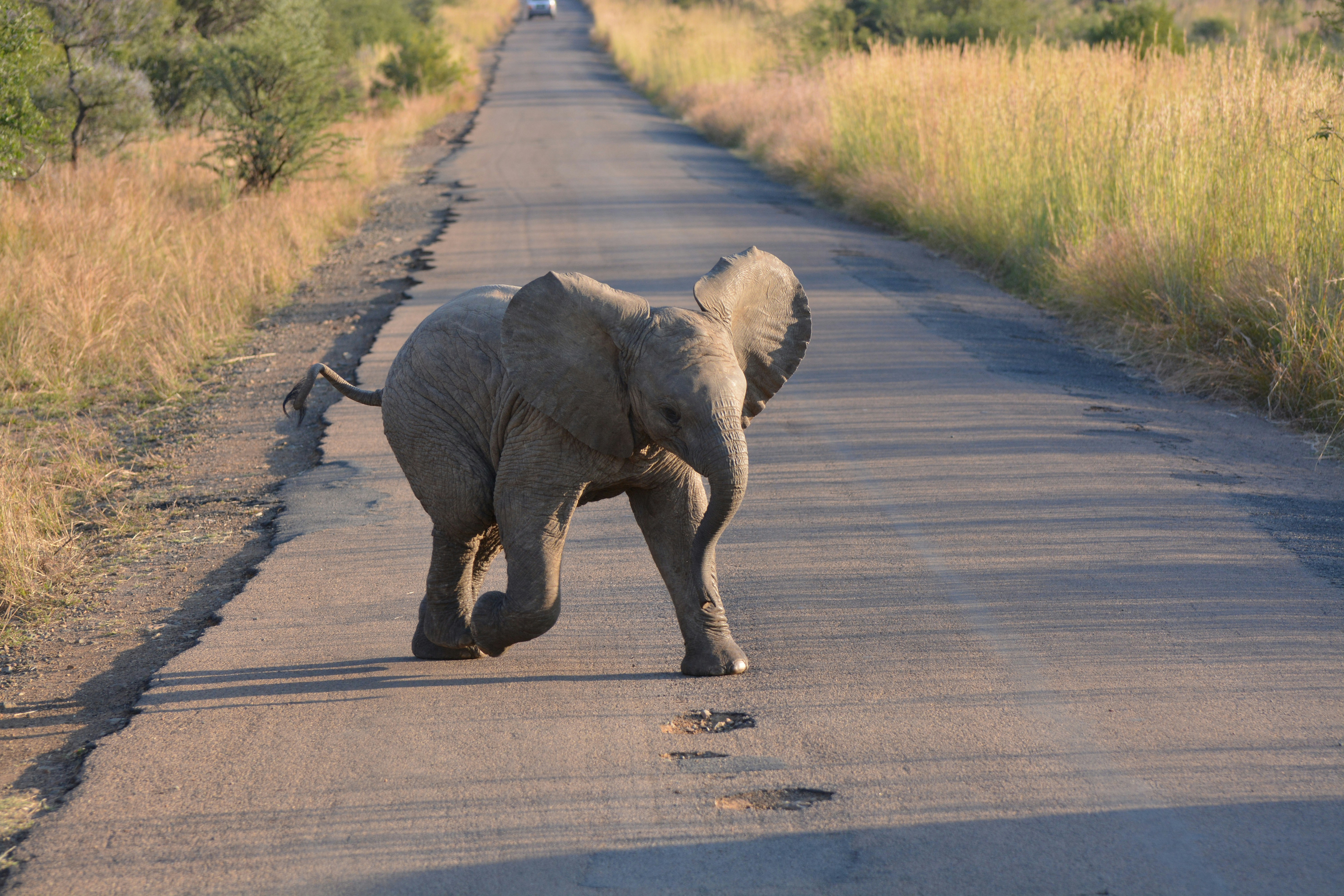 Elephant Crossing on a Narrow Savanna Road at Golden Hour