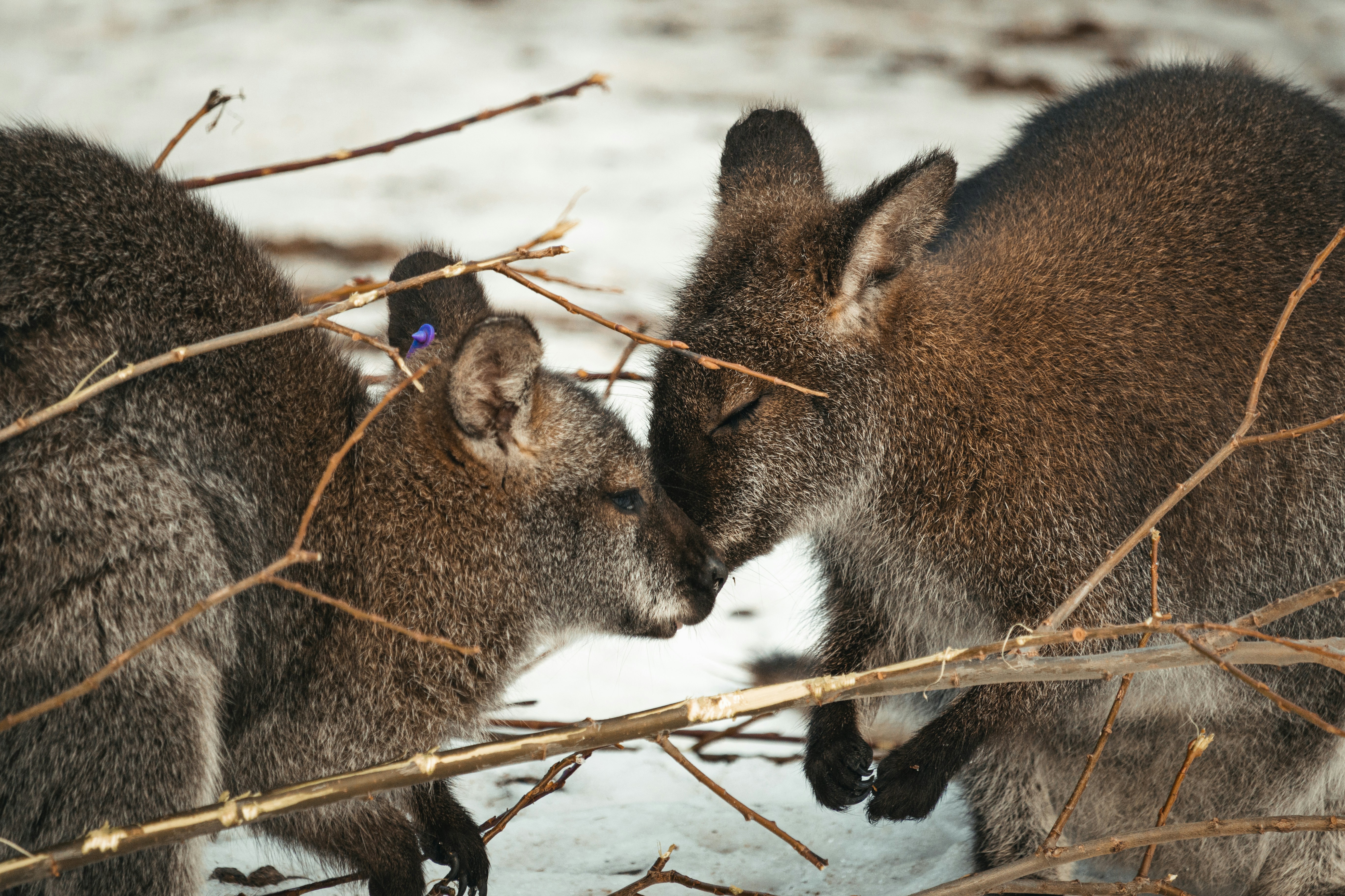 Winter Nuzzle: A Quiet Moment Between Two Wallabies