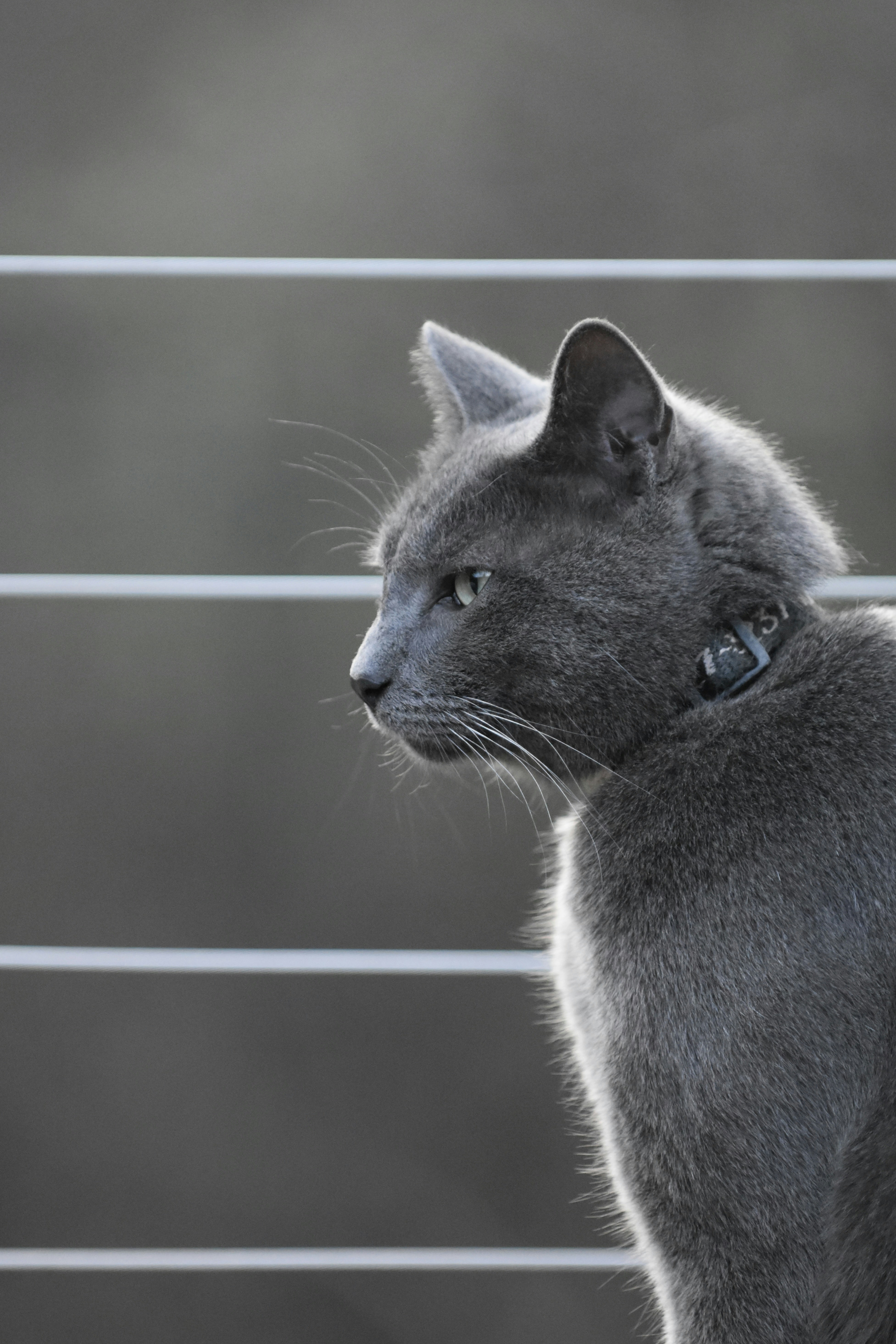 Profile of a Grey Cat: Quiet Vigil Beside Parallel Rails