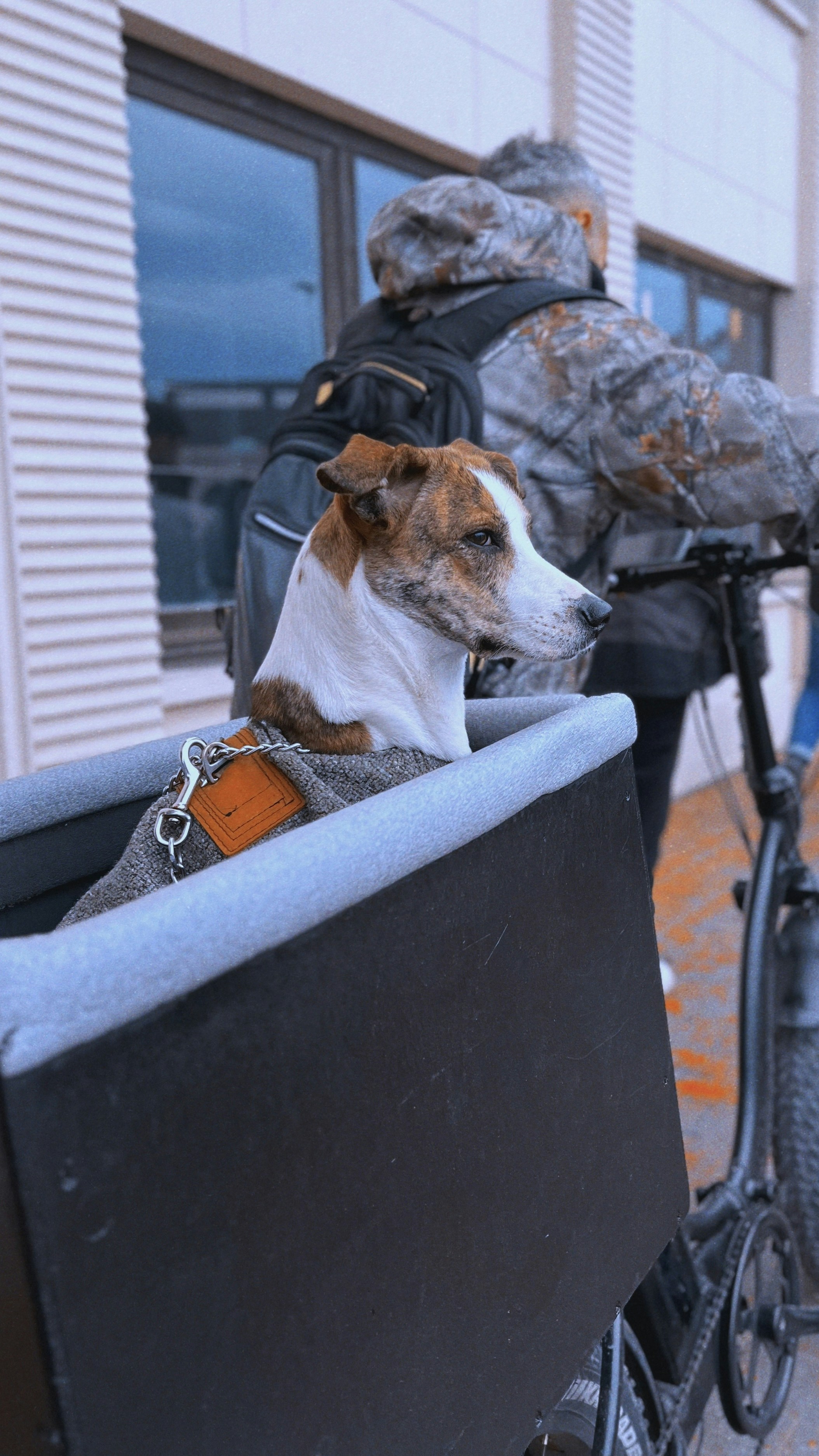 Cartbound Canine: A Hound Scans the Street as a Cyclist Pauses by
